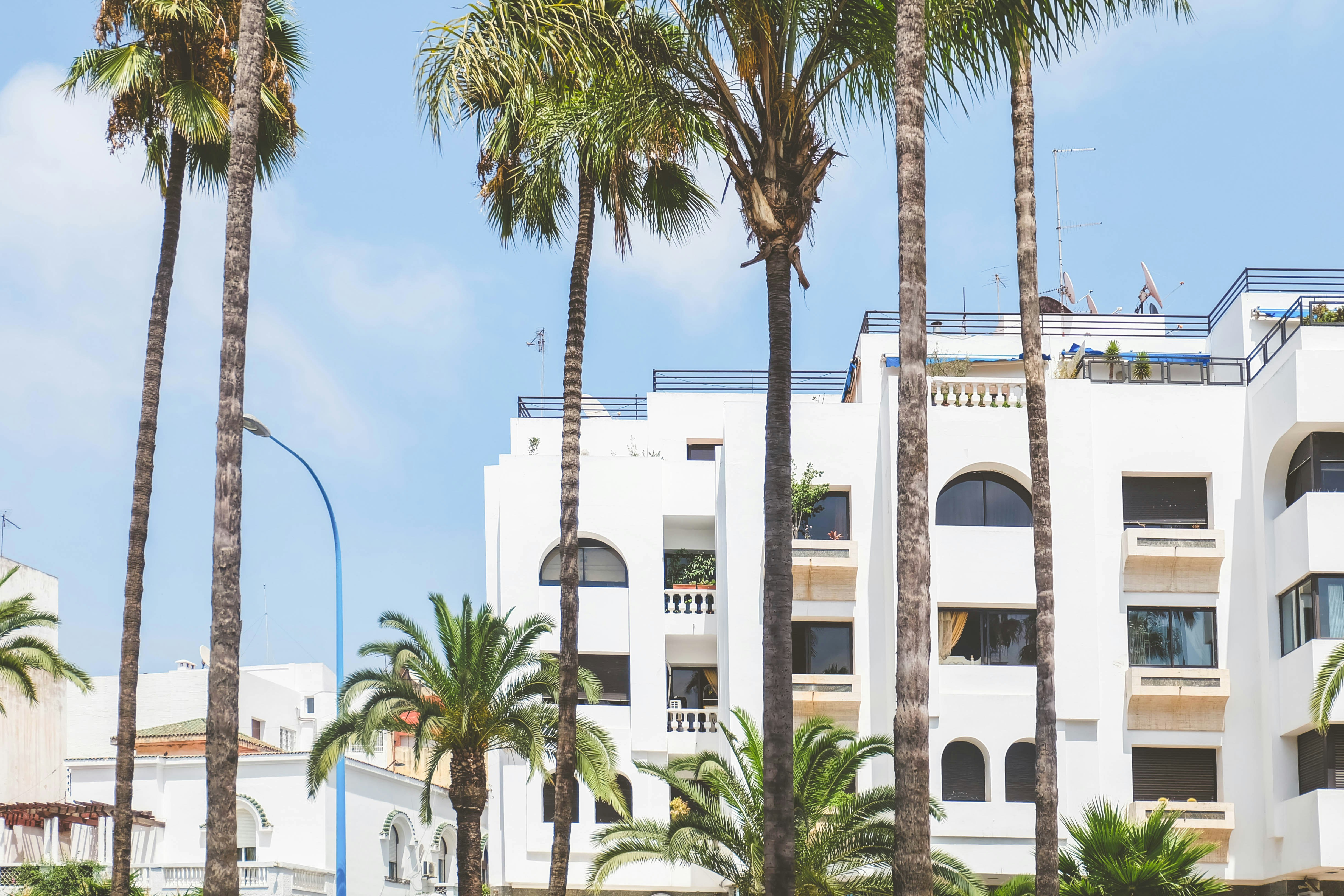 Urban Oasis: White Facades and Tall Palms Rising Above a Coastal Terrace