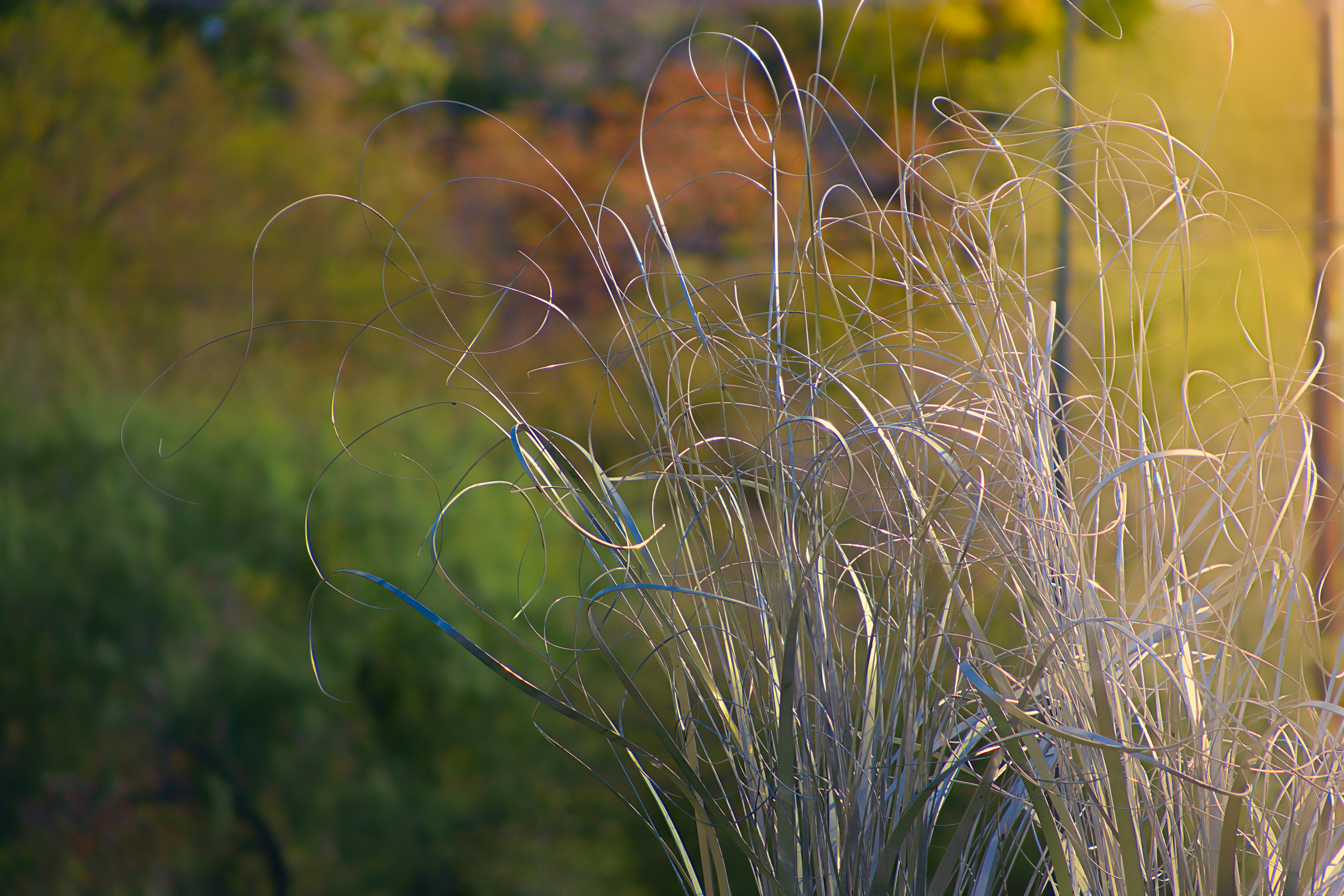 Curled Silverscape: Graceful Tufts Against Golden Evening Light