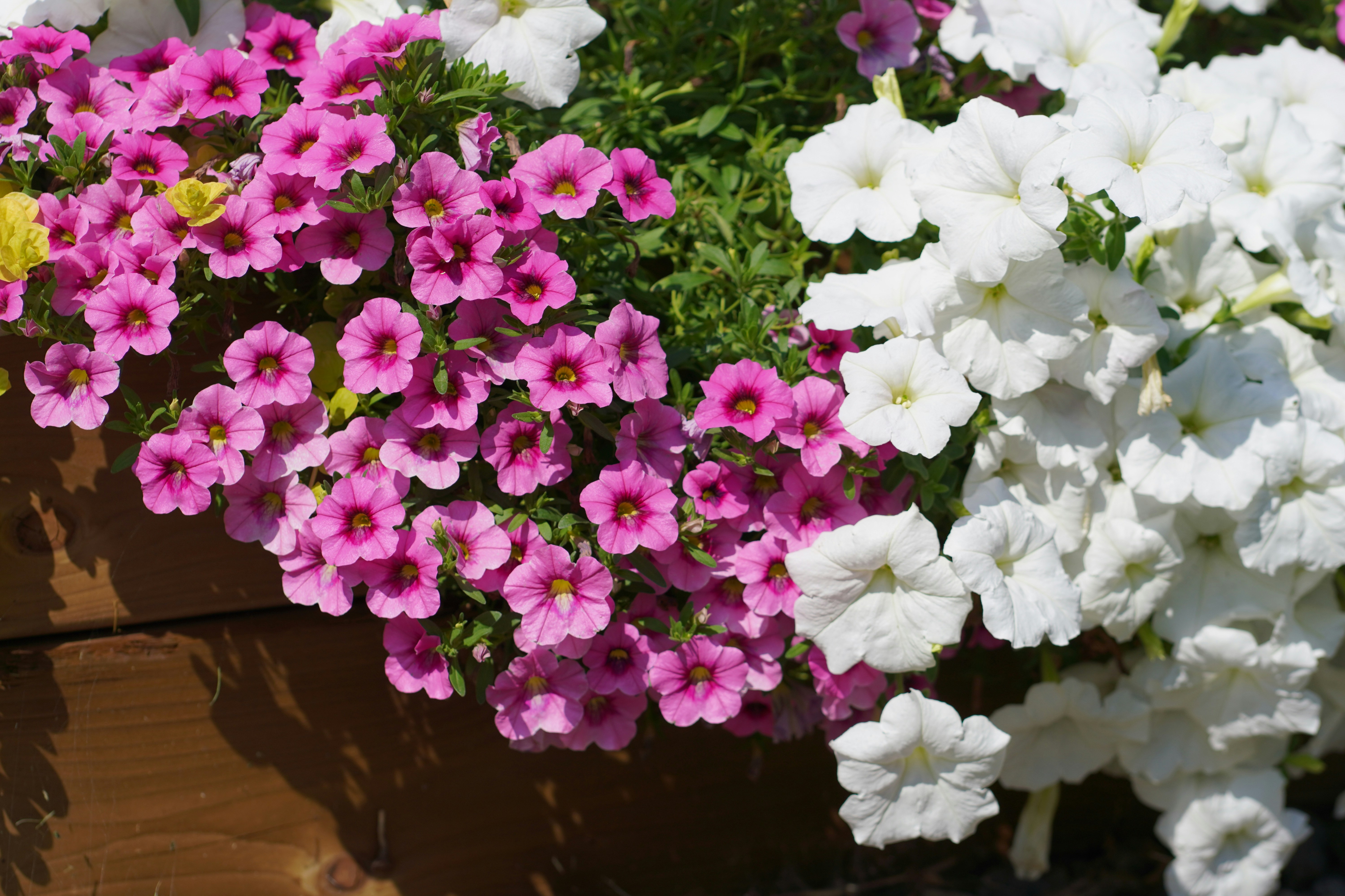 Petal Cascade: Pink and White Petunias spilling over a wooden planter