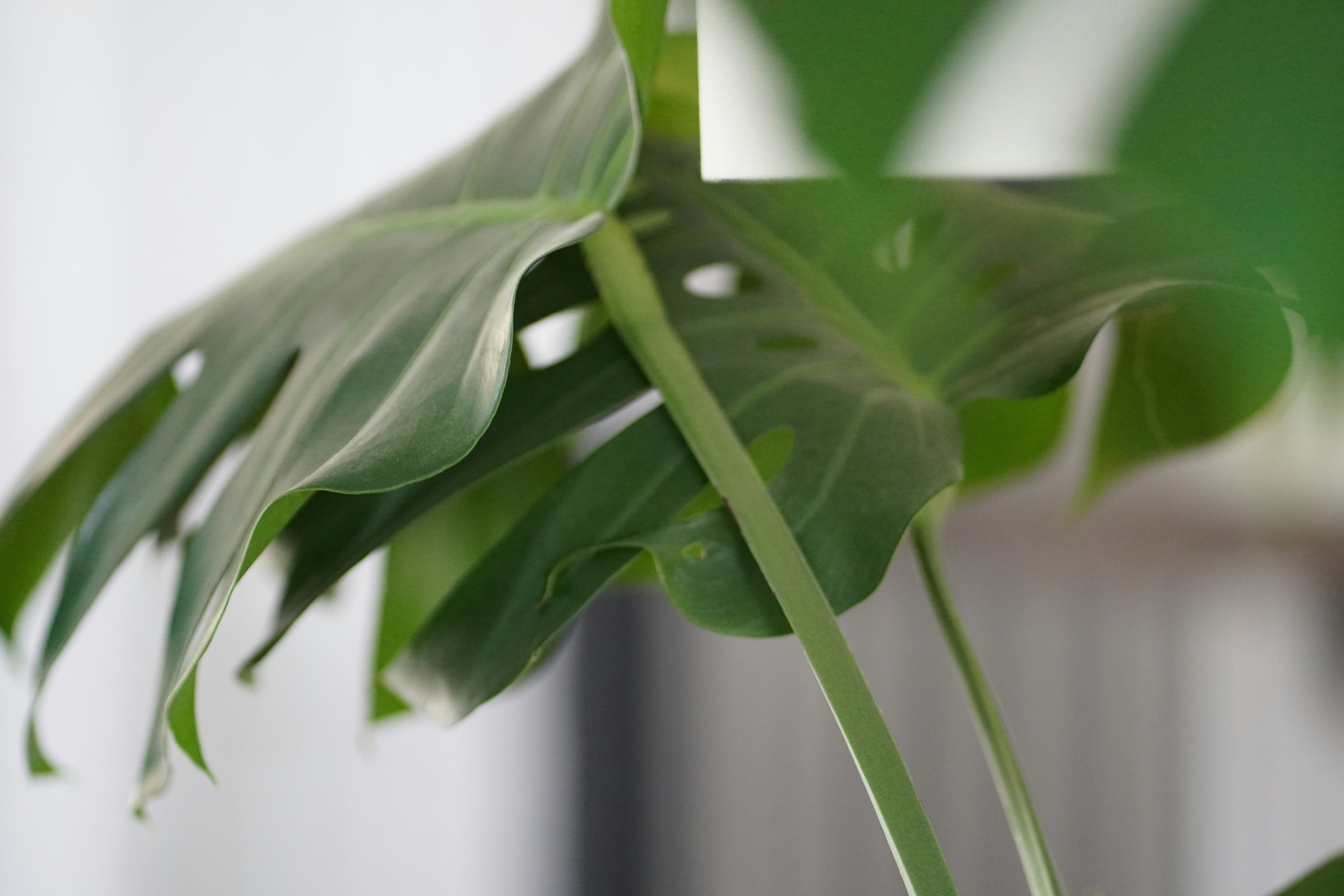 Curved light and a single green stalk in soft indoor glow