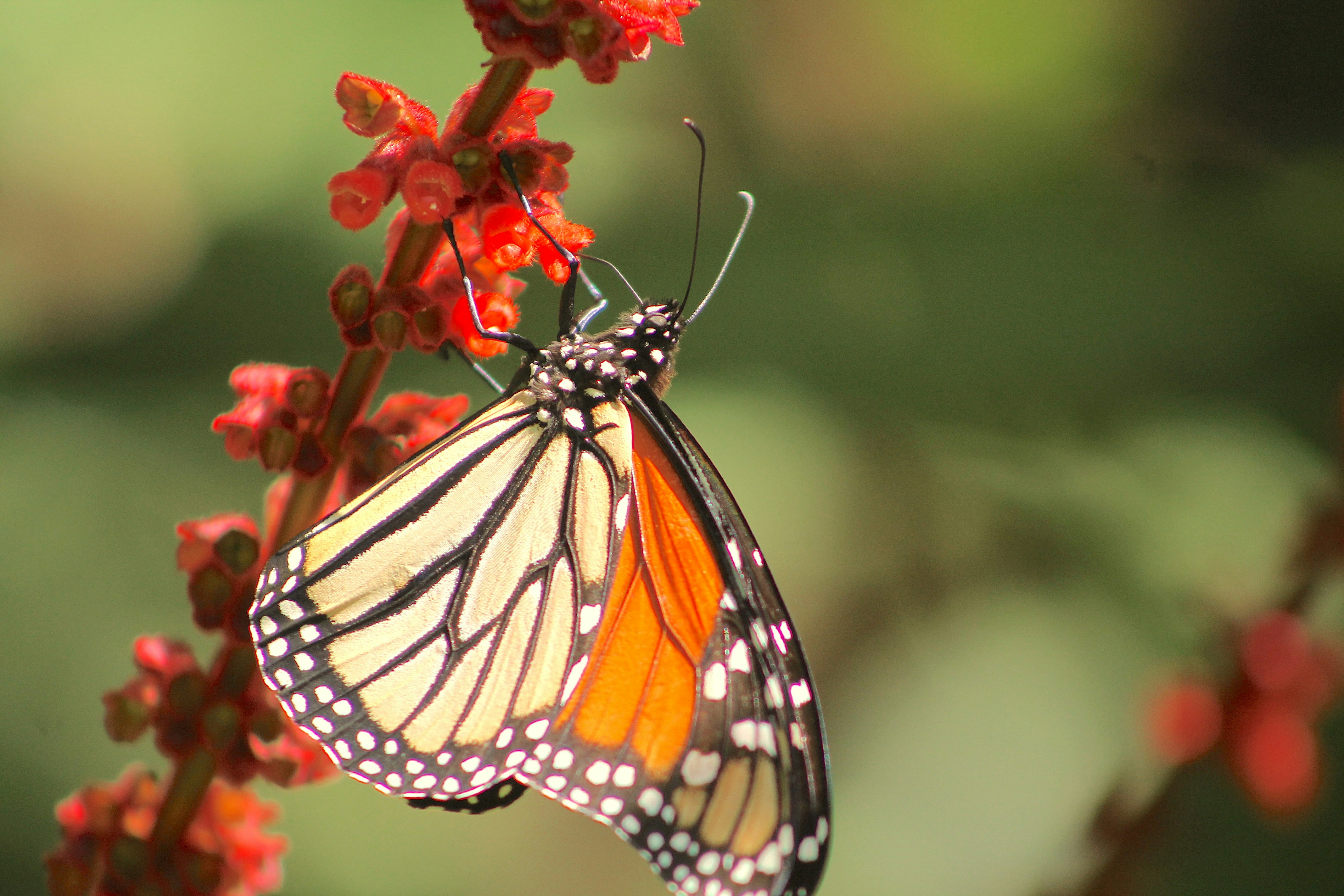 Monarch in a Red Floral Frame