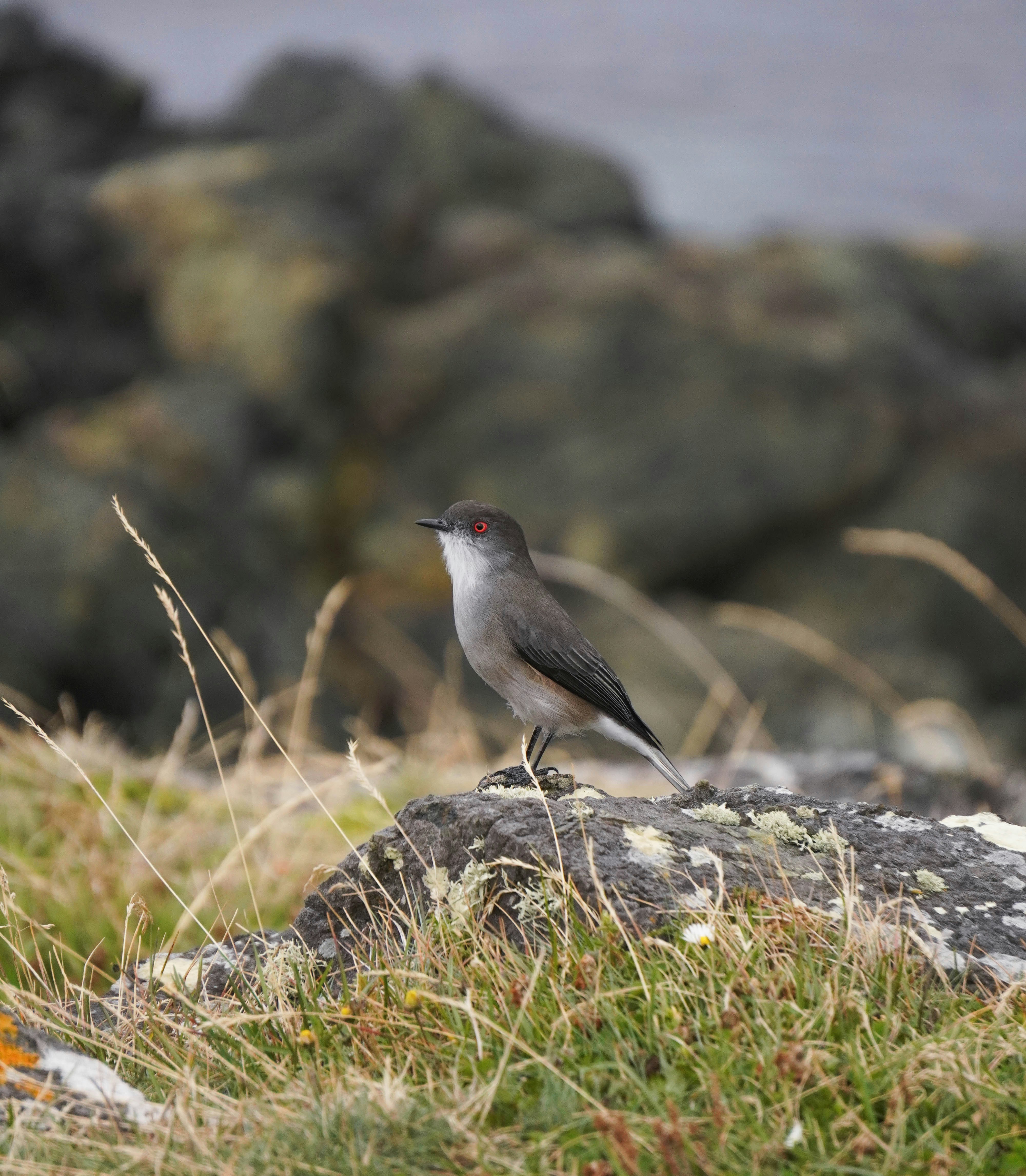 Stone-Gray Wader Stalking a Cliffside Meadow