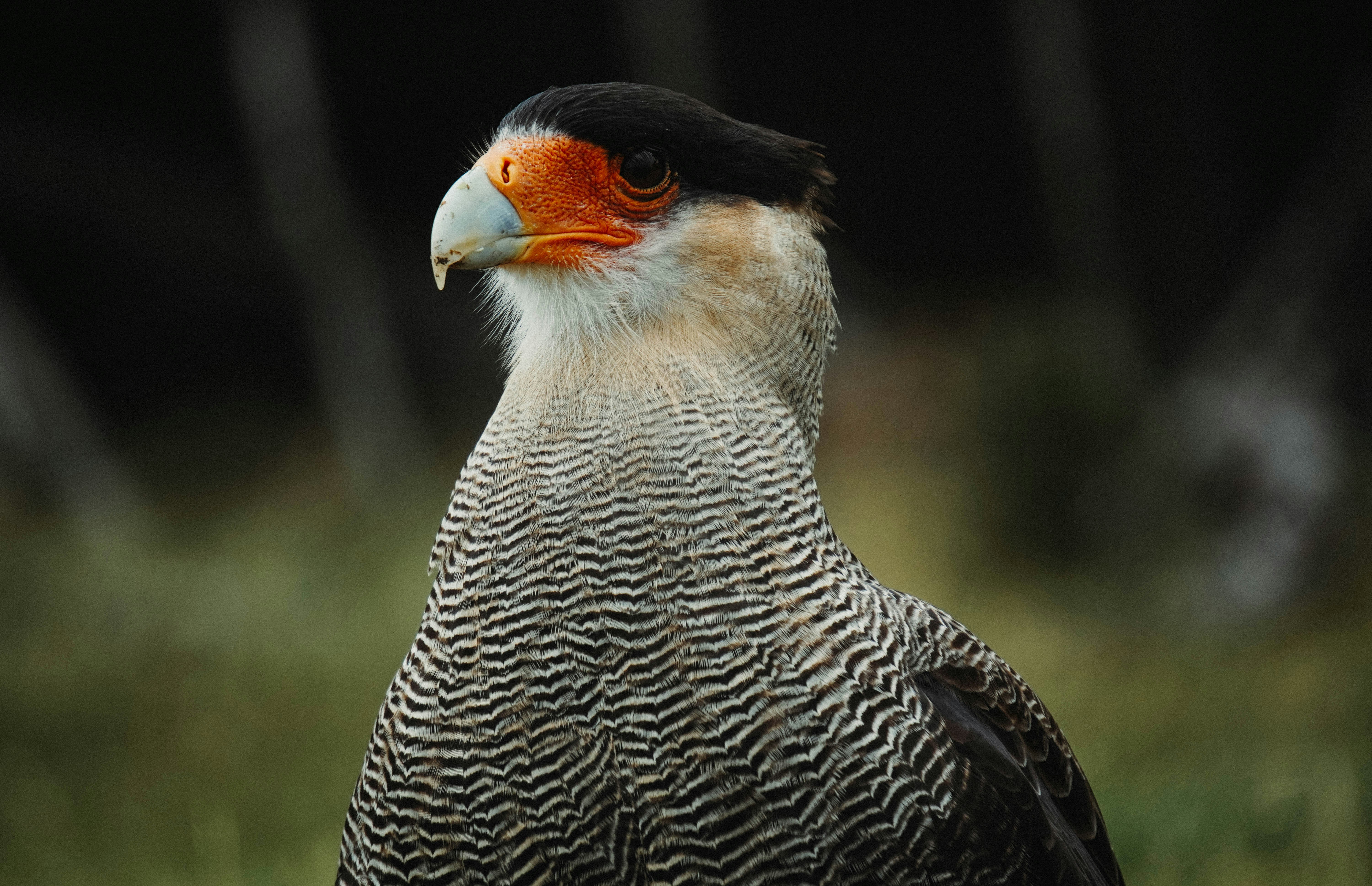 Portrait of a Peregrine-crest Beak in Focus