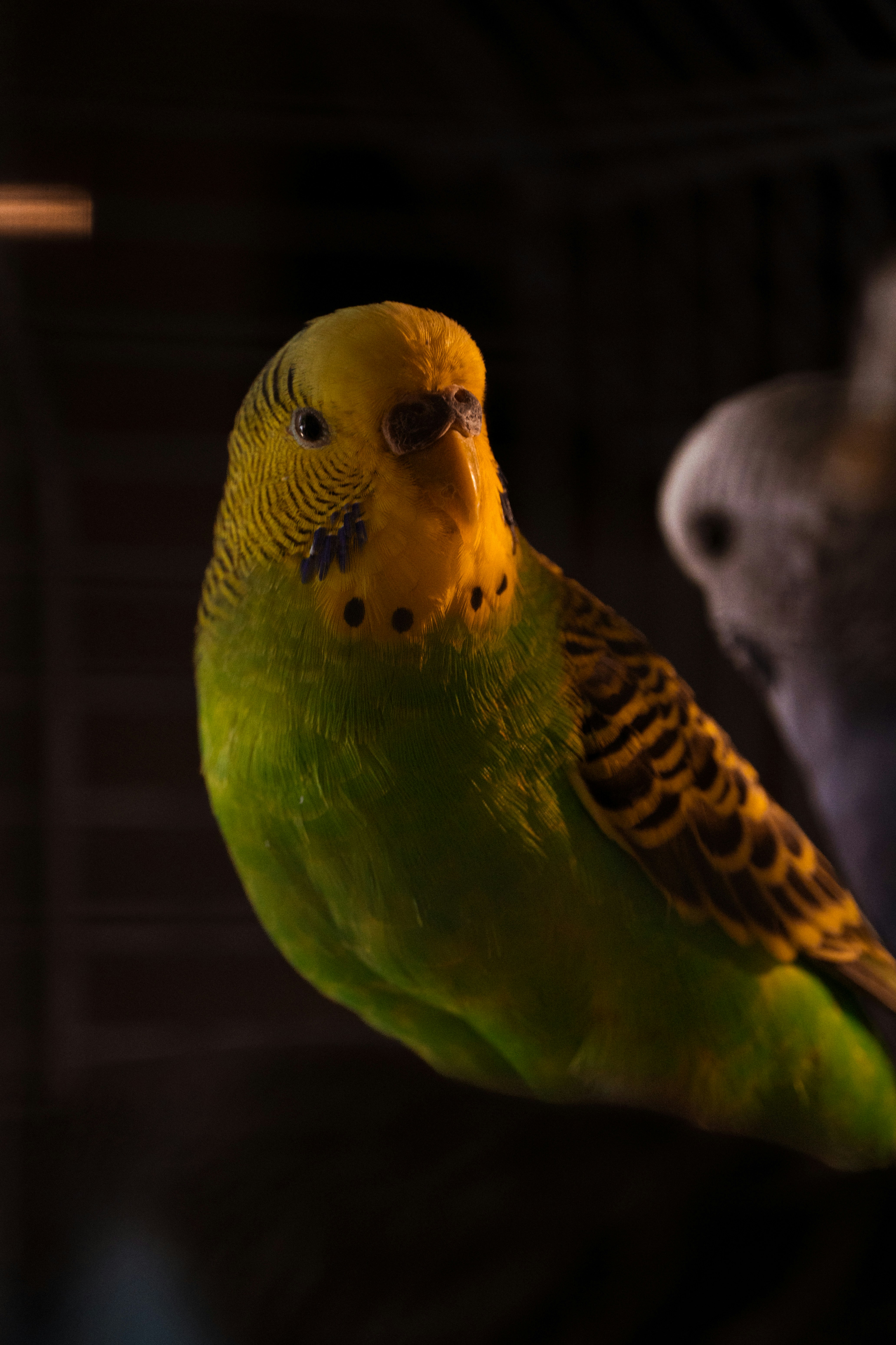 Golden-Headed Parrot Portrait in Soft Cage Light