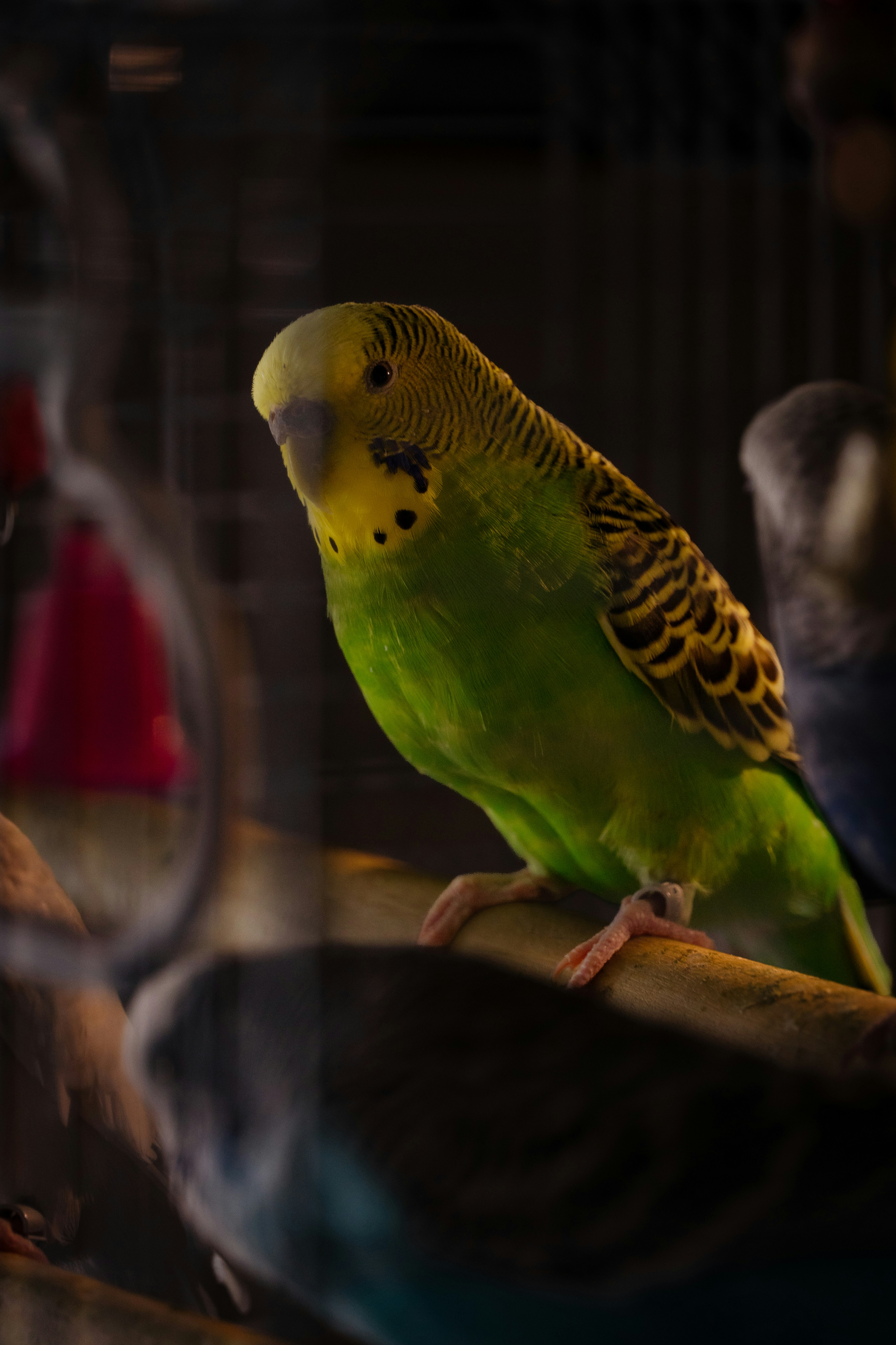 Emerald Quill: A Green-Backed Parakeet Perched in Dusky Enclosure