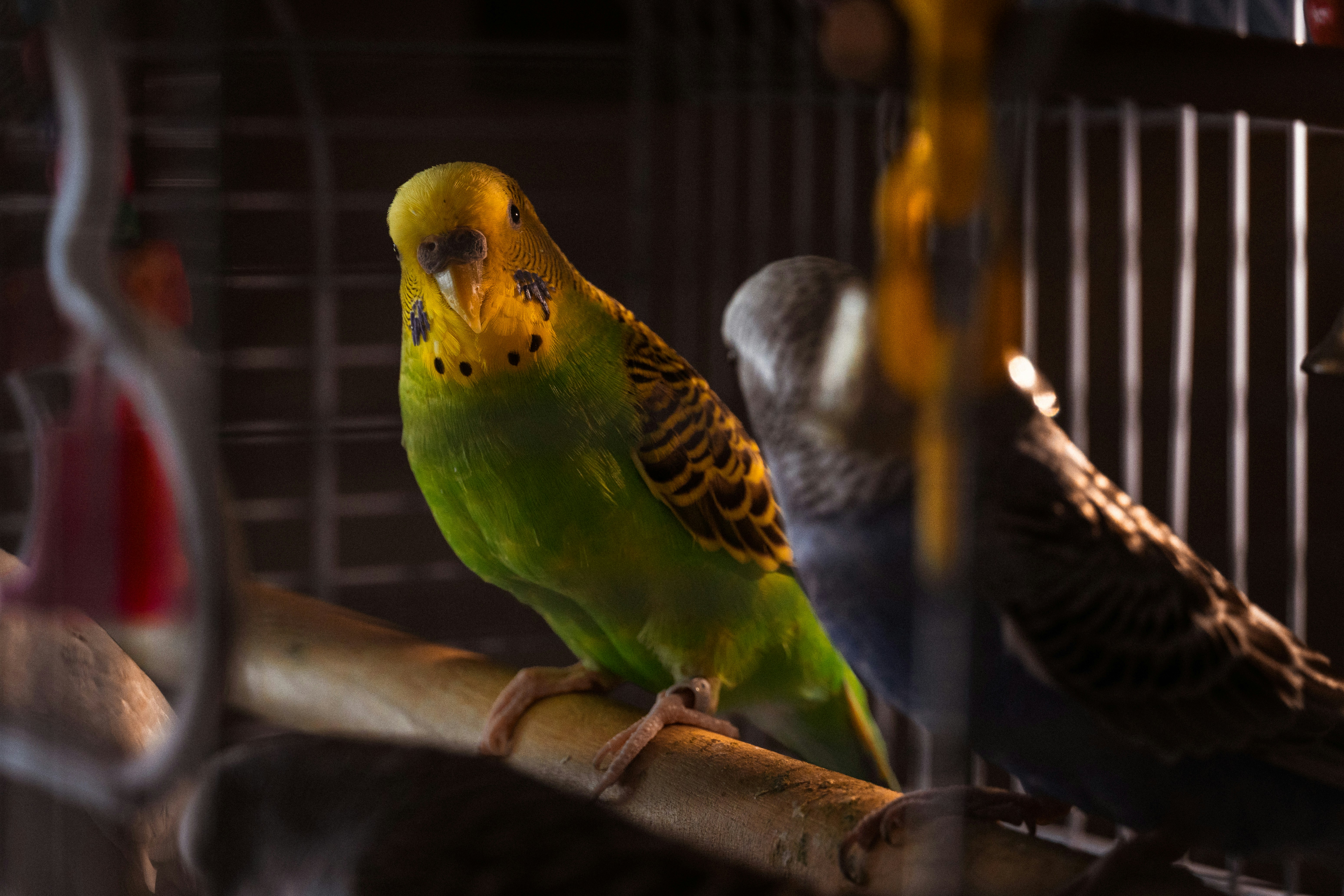 Verdant Beak: A Green Parakeet Gaze Between Cage Bars