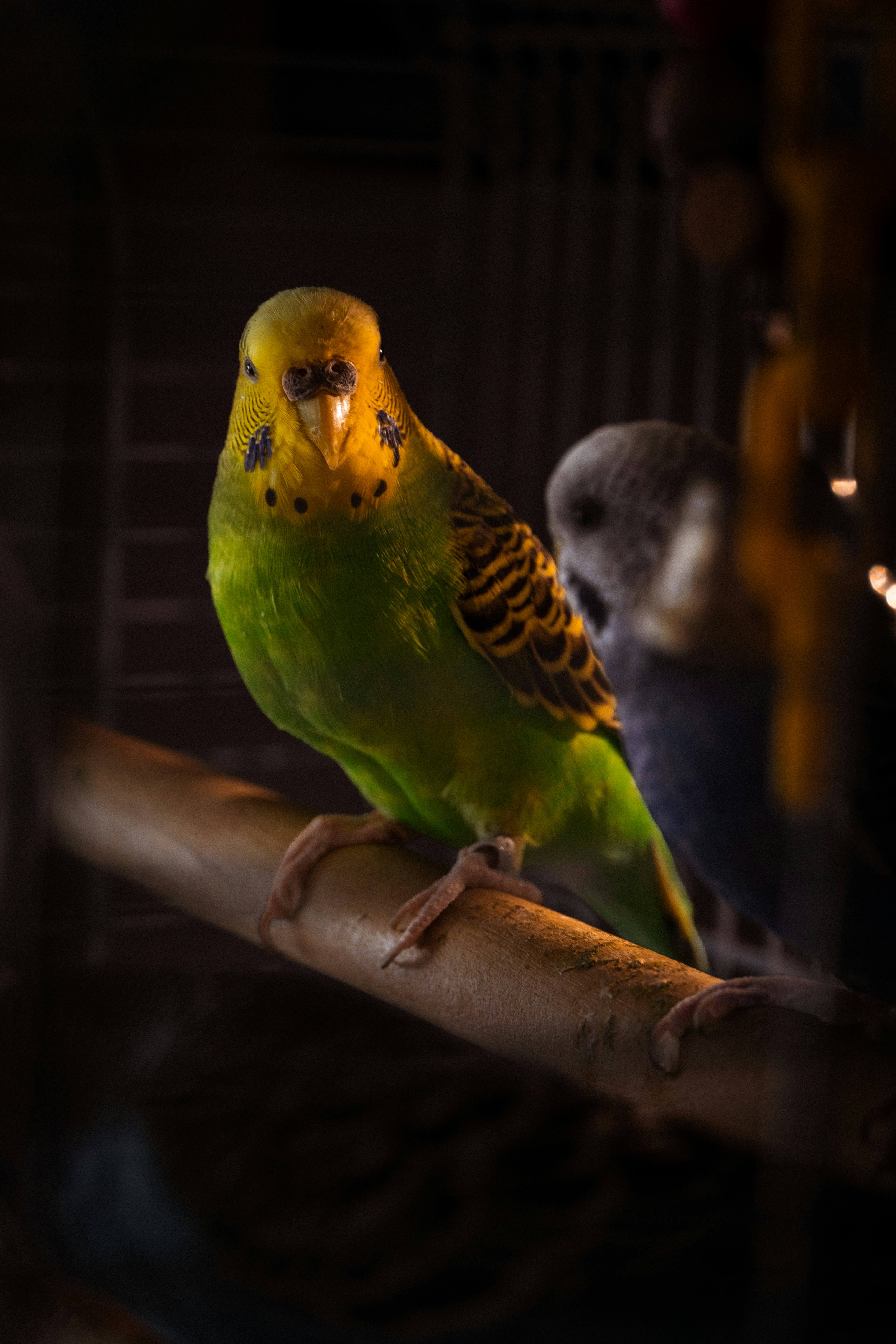 Golden Parrot in Soft Cage Light