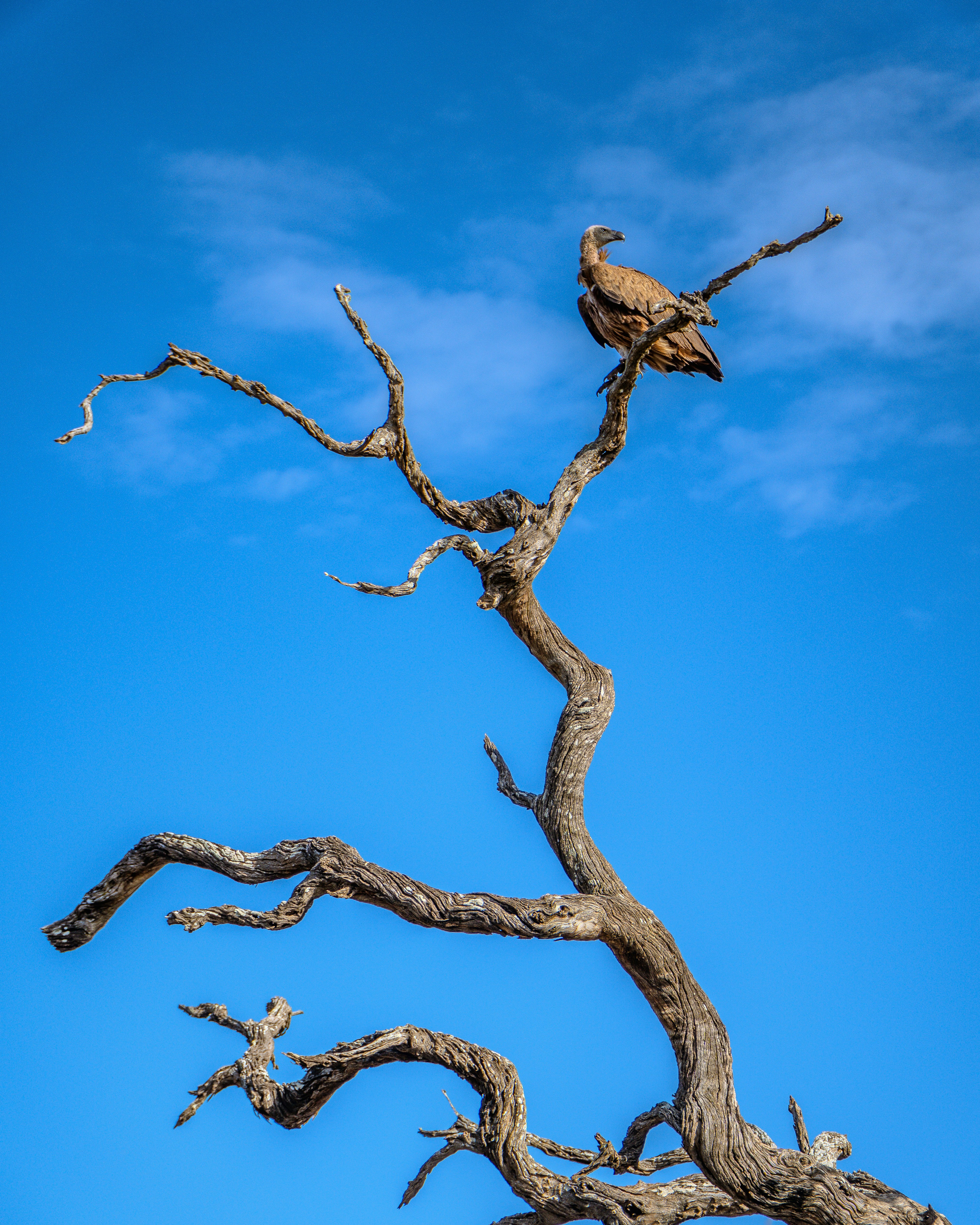 Desert Arboreal Sentinel: A lone gnarly branch with perched raptor against a blue sky