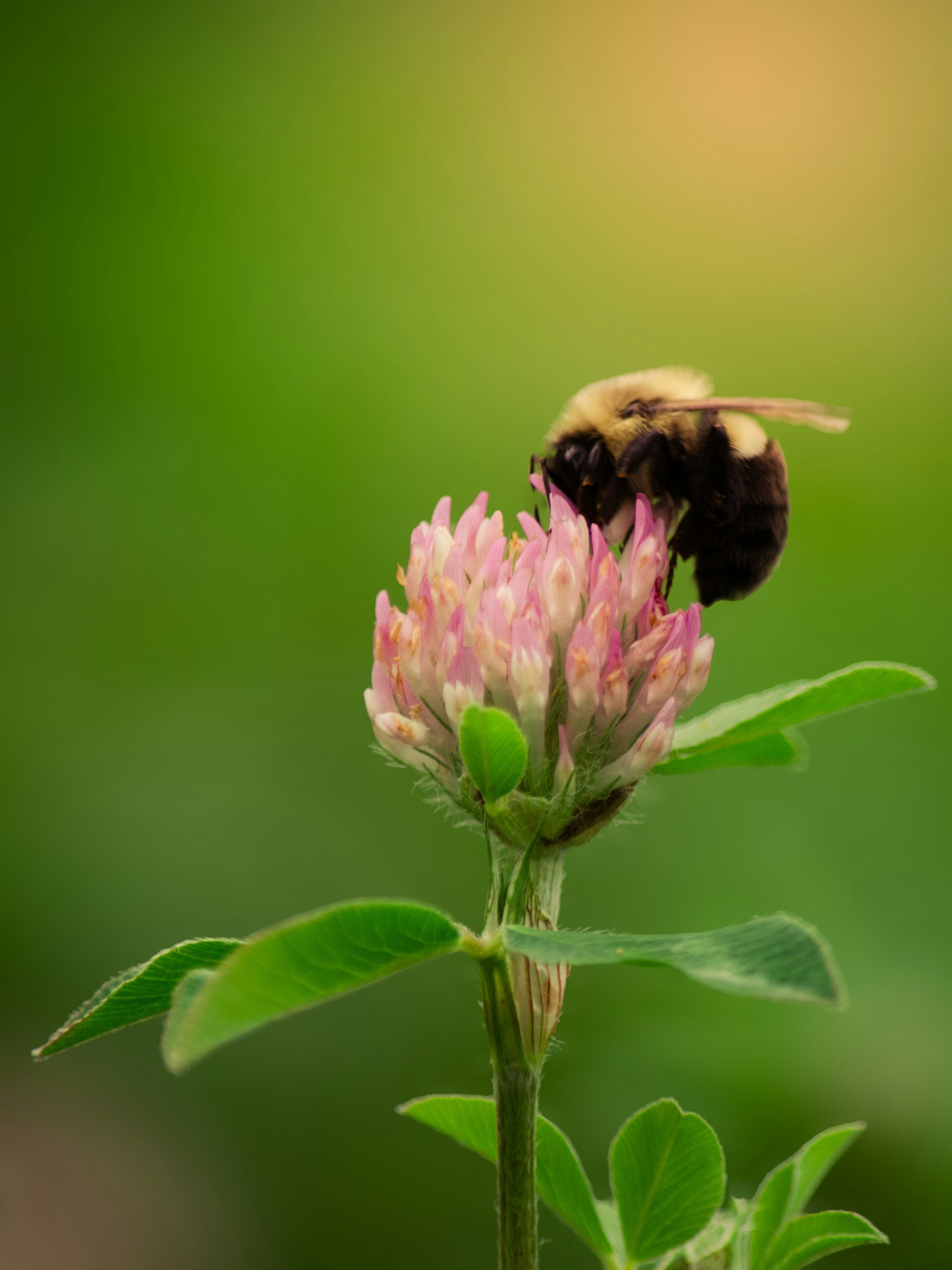 Buzzing Botany: A Bee Clings to a Pink Clover Bloom