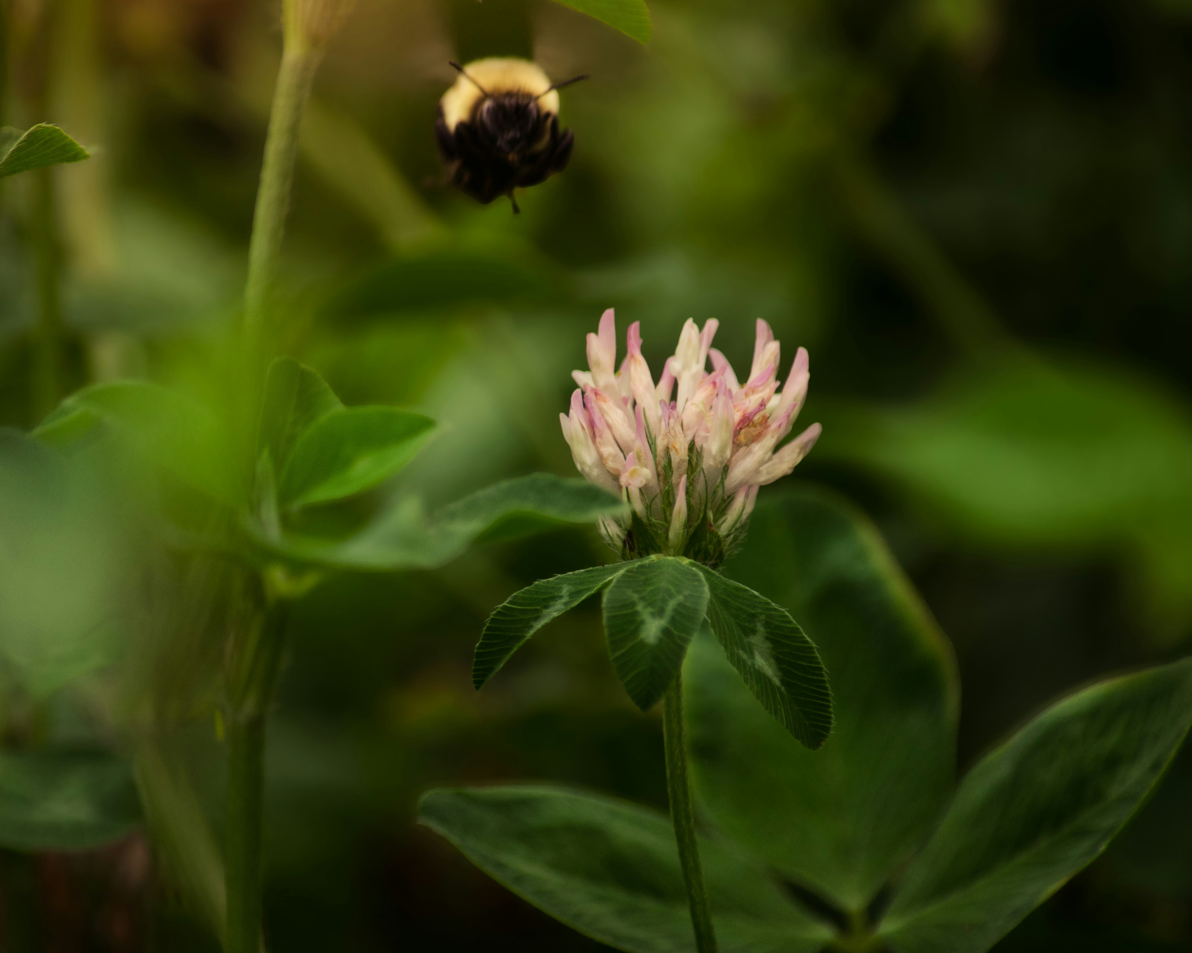 Pink-tipped clover blossom in a softly blurred garden