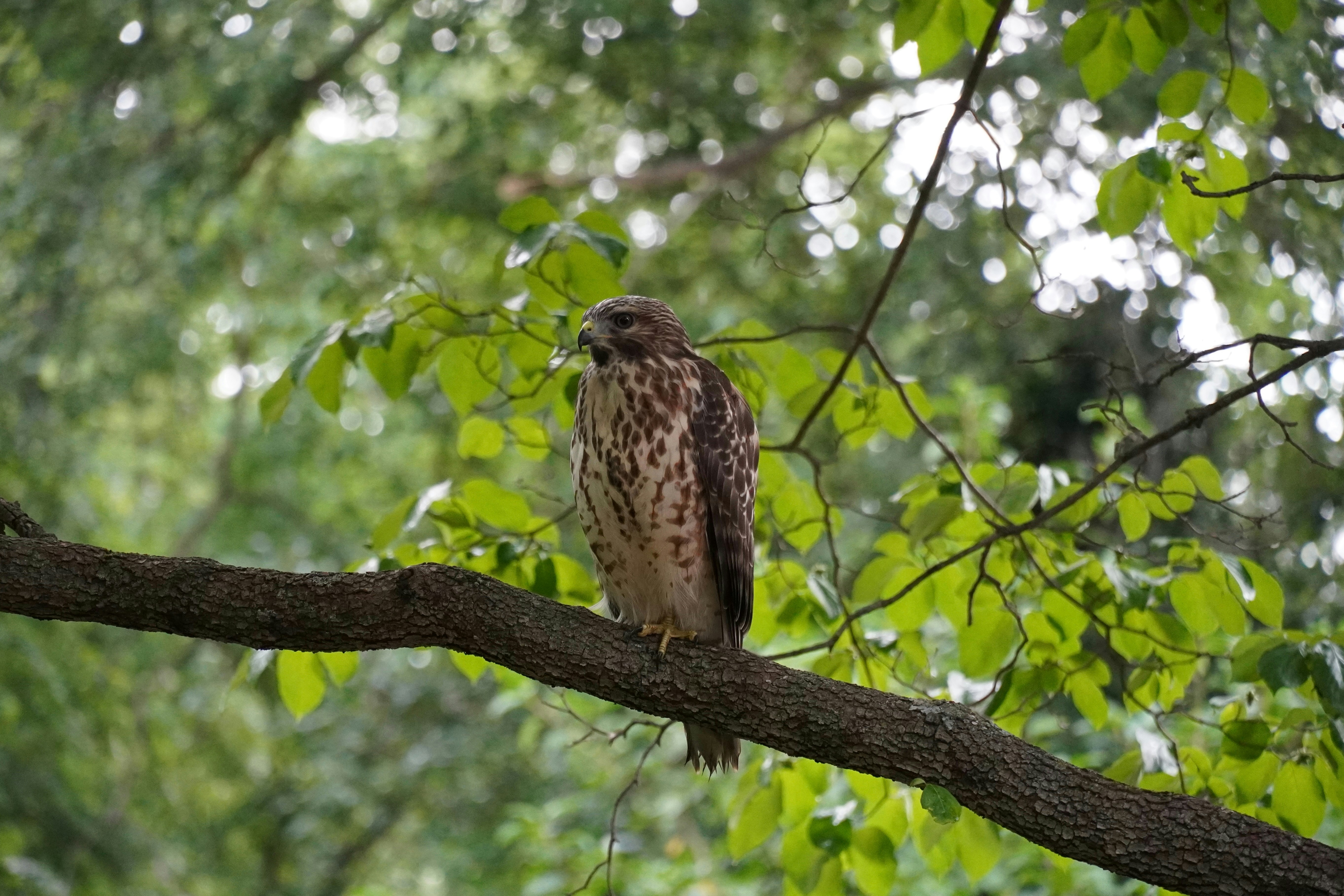 Mid-Branch Watch: A Sparrow-Hawk Poised on a Sunlit Limb