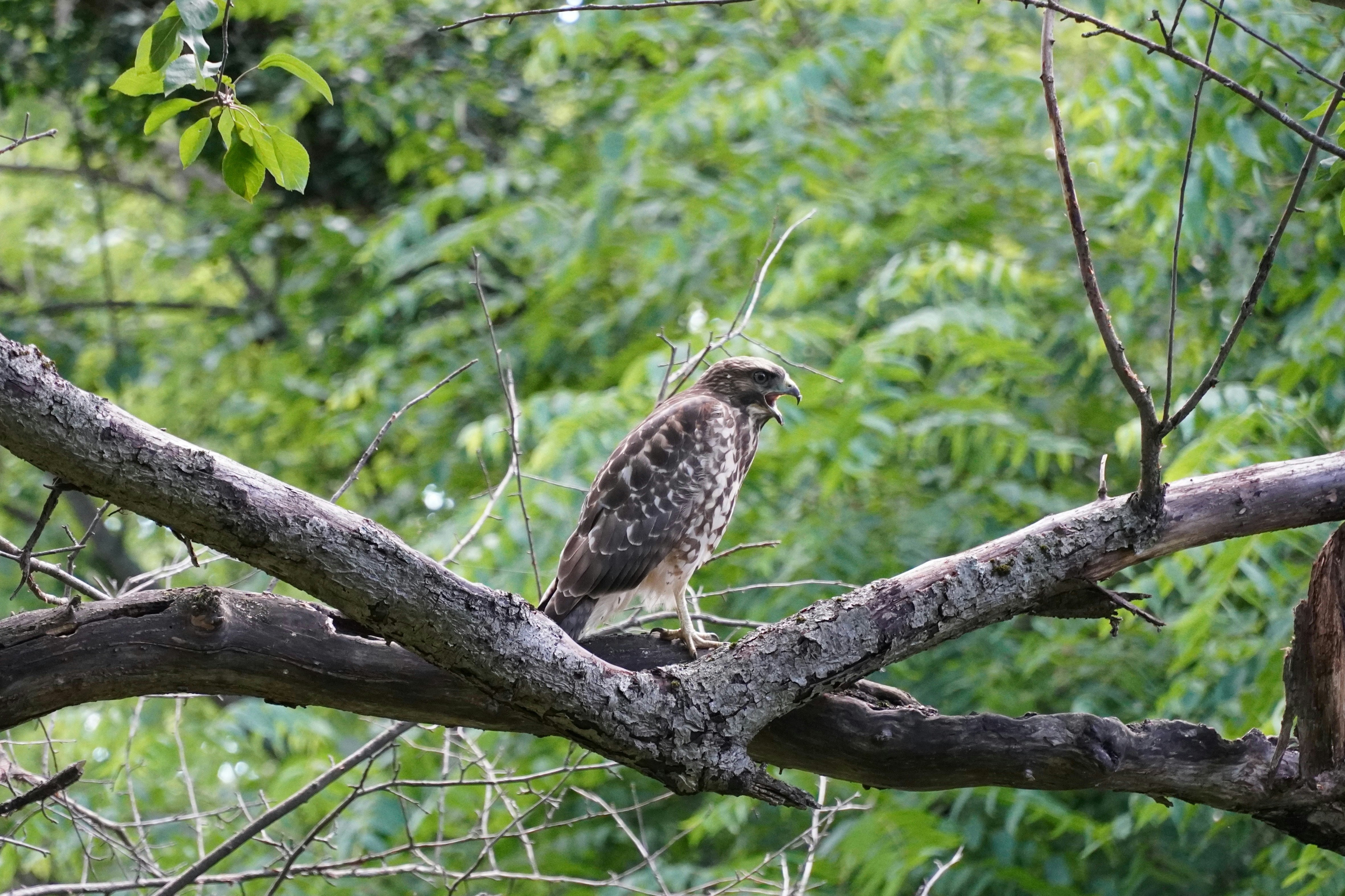 Perched Hawk on a Weathered Branch in a Green Canopy