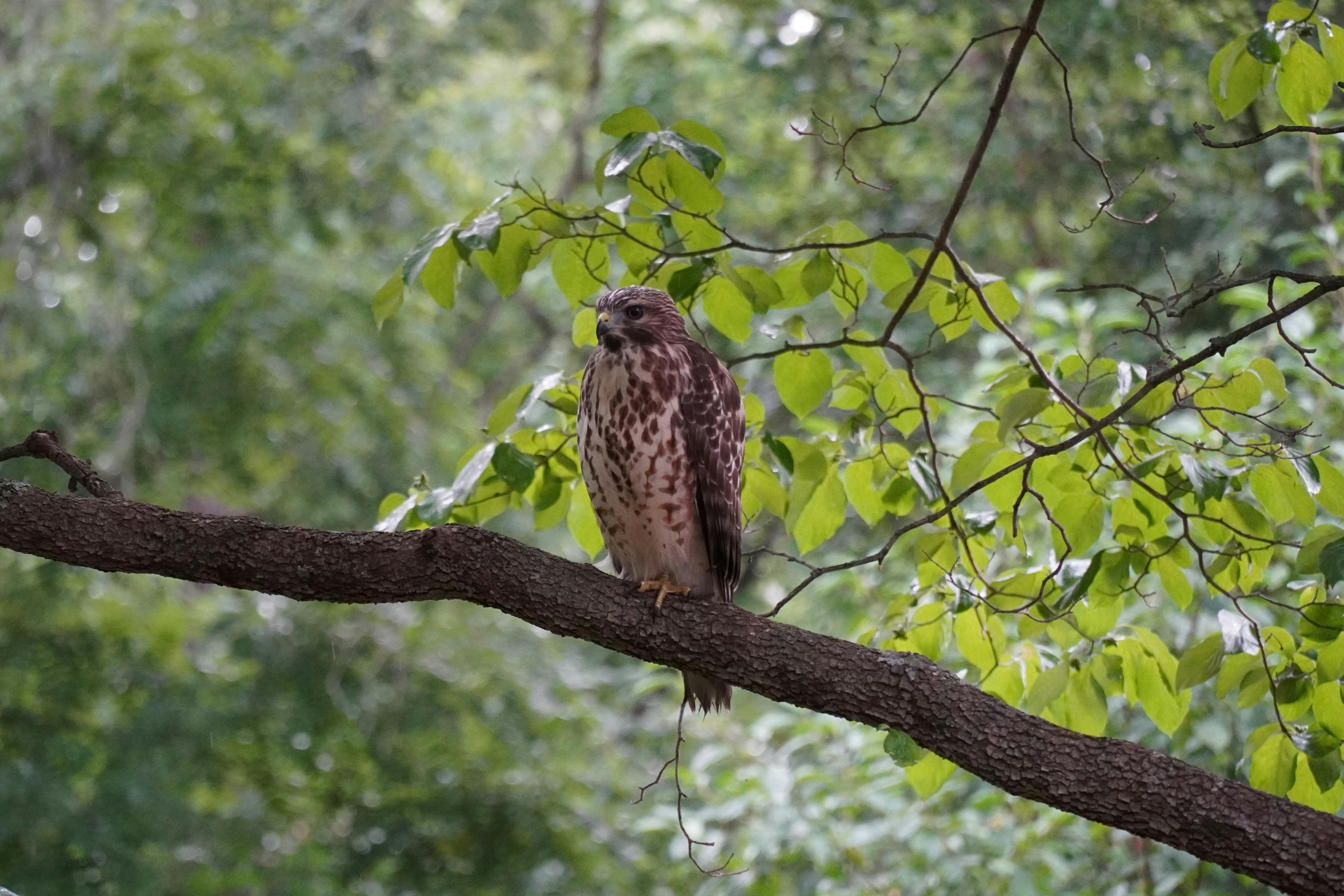Hawk Perched on a Lichen-Bed Branch