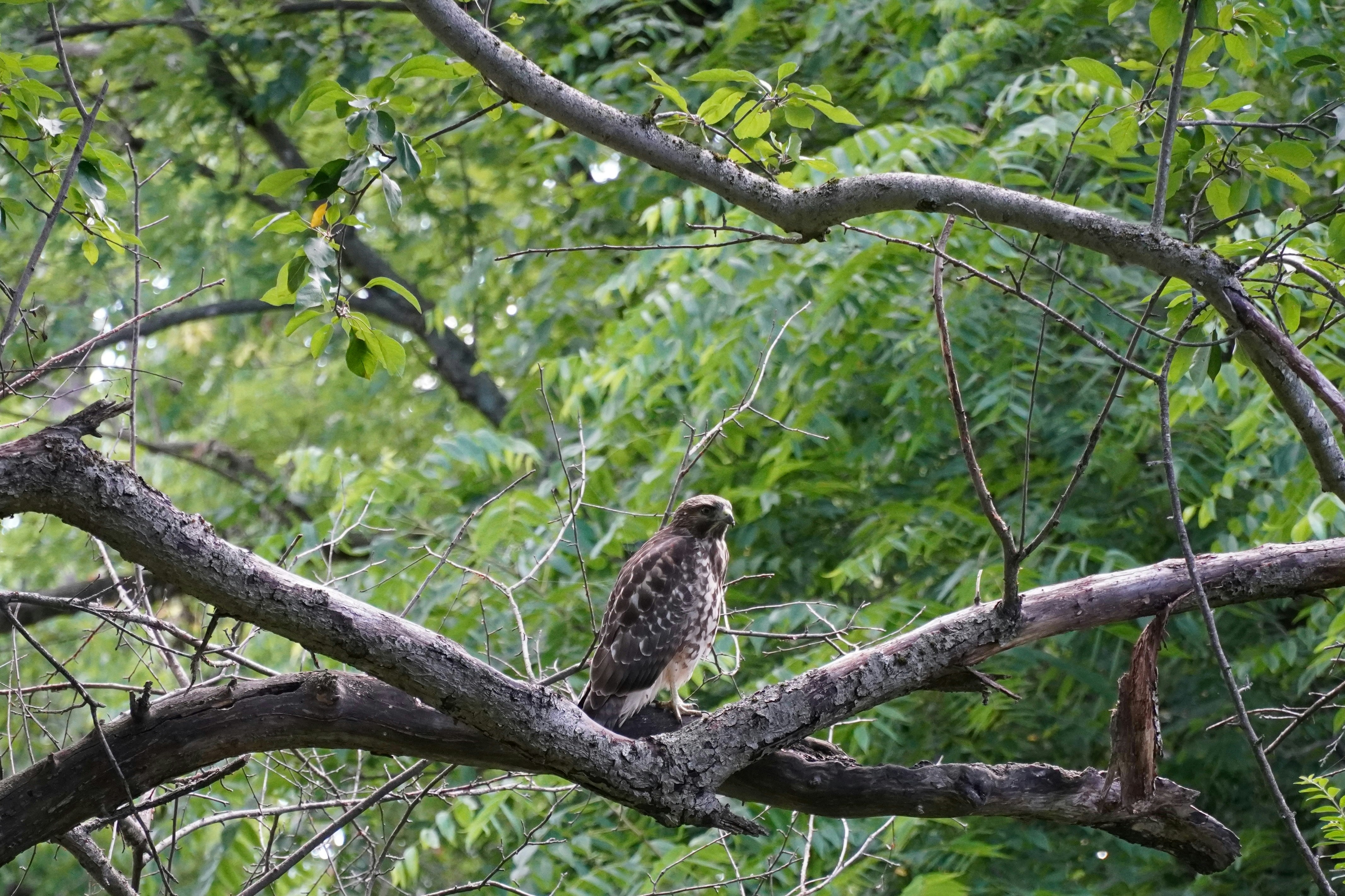 Perched in Green Veil: A Hawk Watches from a Forked Branch