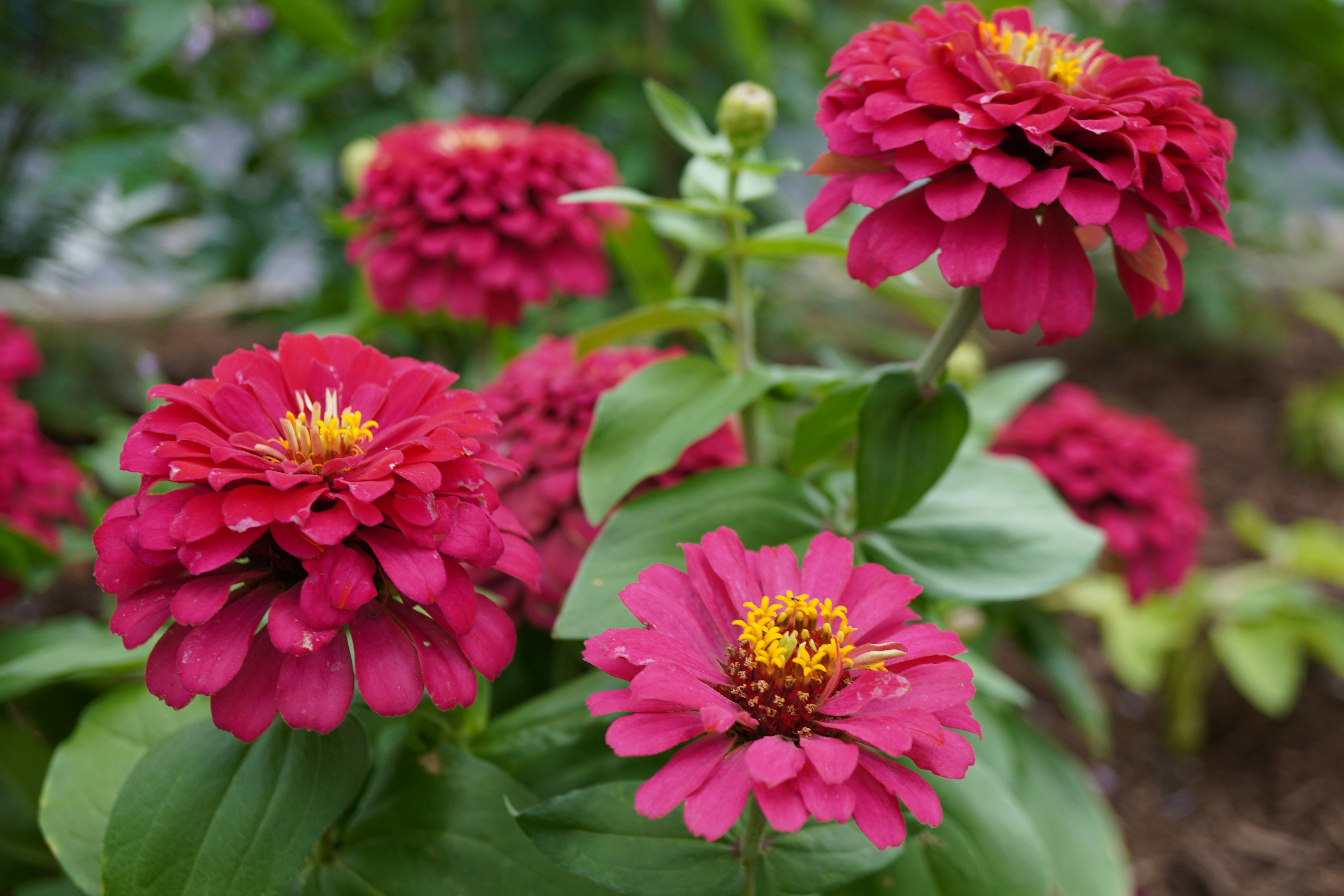 Crimson Zest: Zinnia Parade in Soft Garden Light