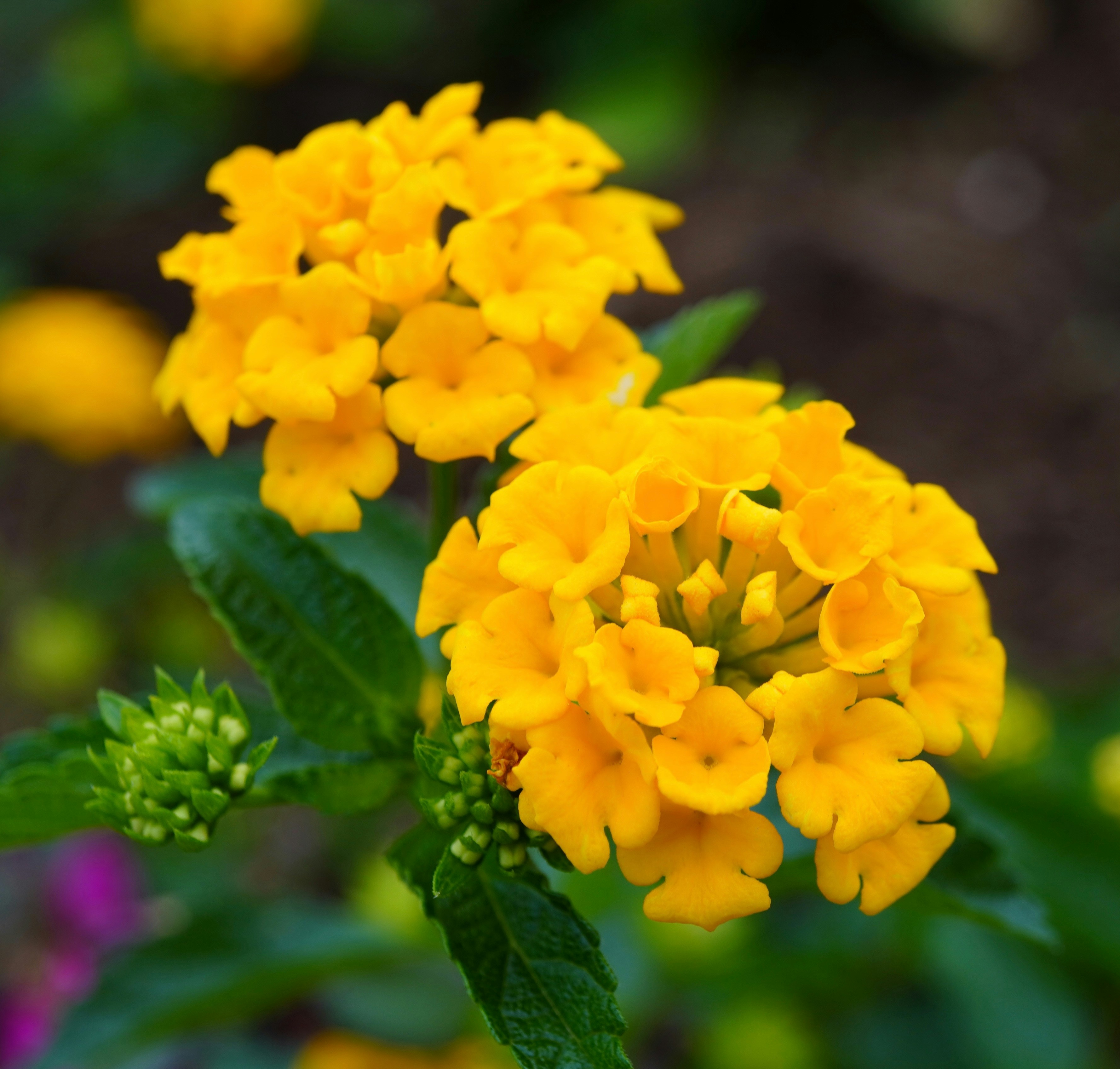 Golden Lantana in Sunlit Garden: A Burst of Warmth