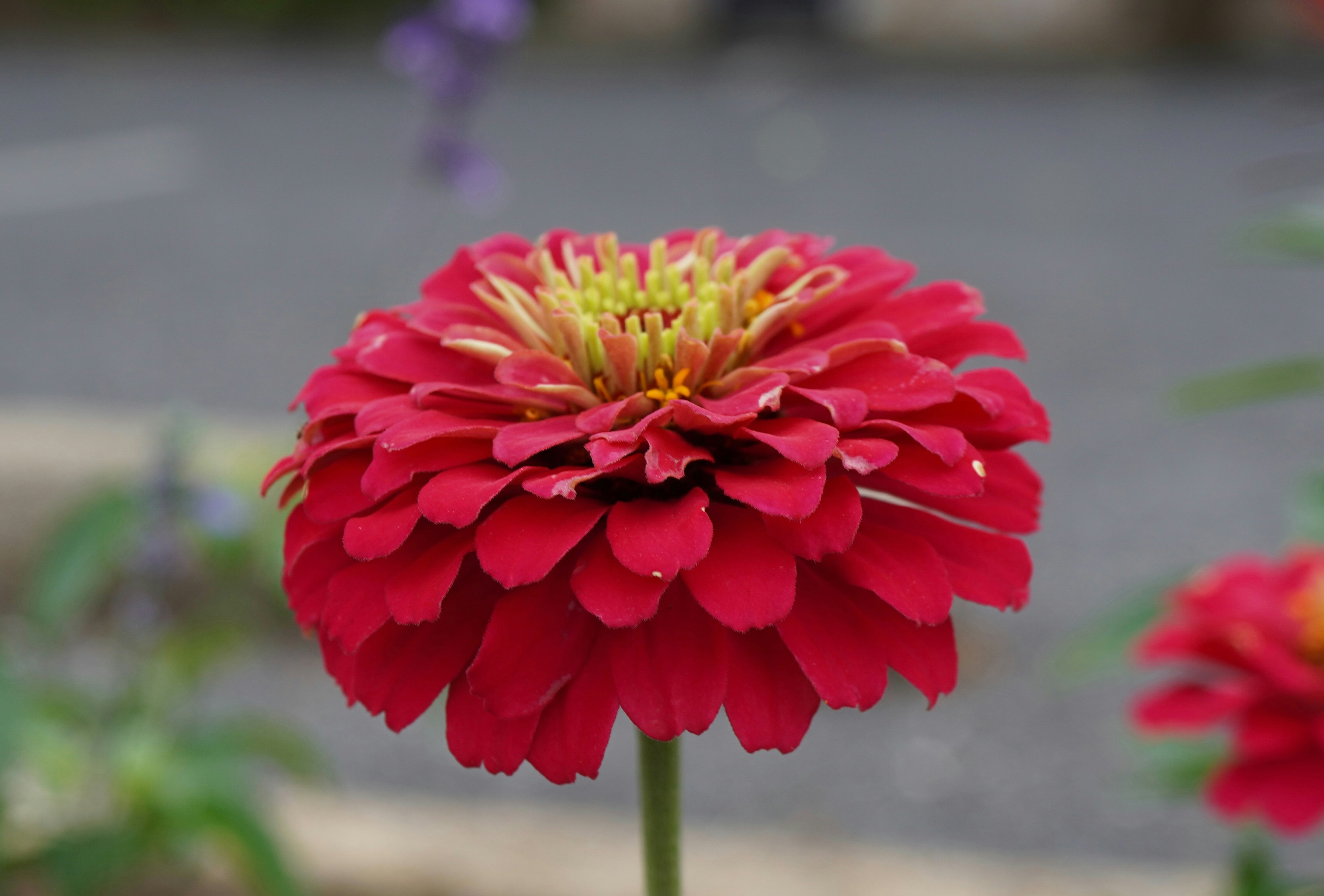 Crimson Center: A Petaled Burst Against a Quiet Street