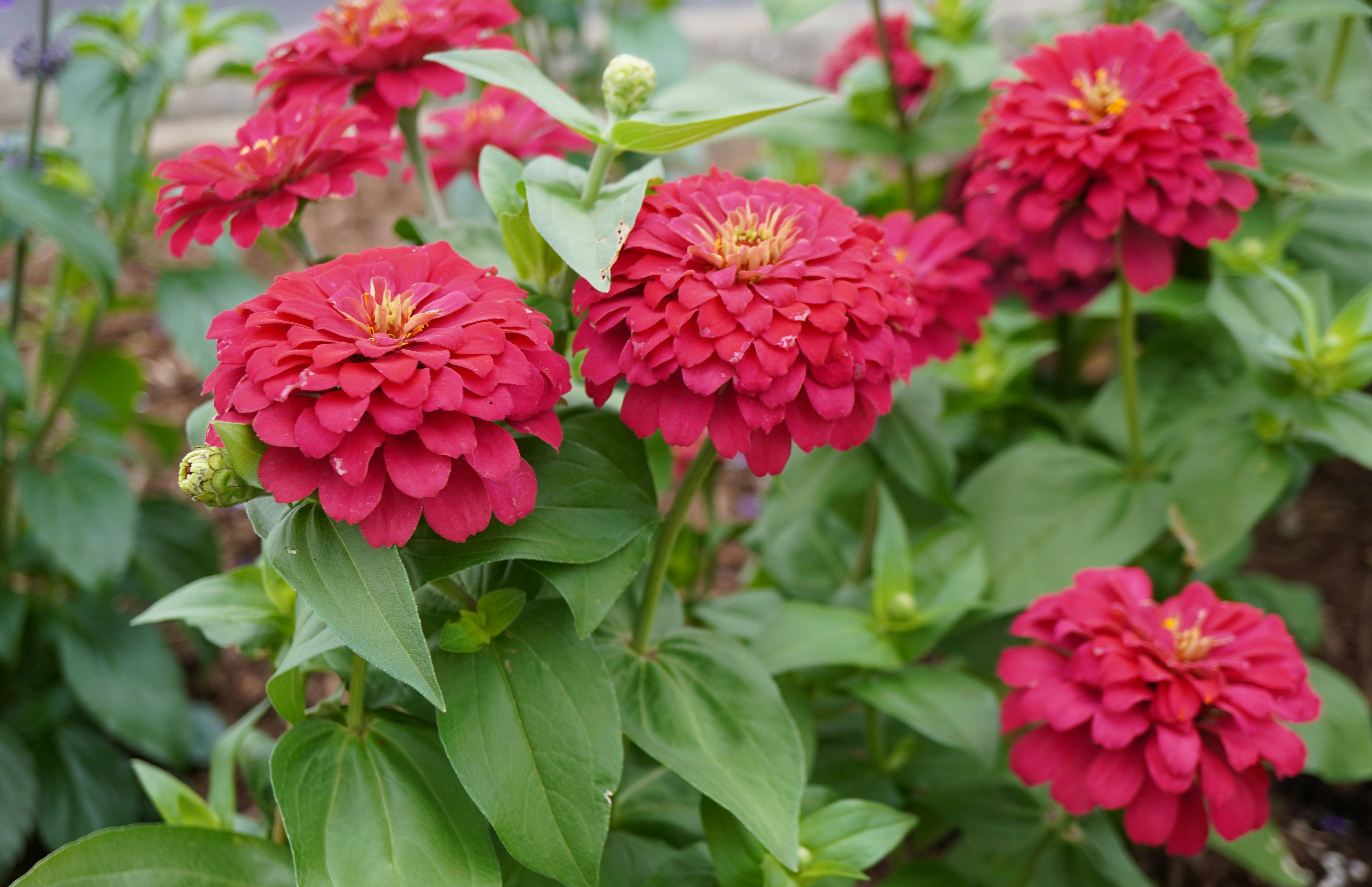 Crimson Zests: Red Zinnia Cluster in Spring Green