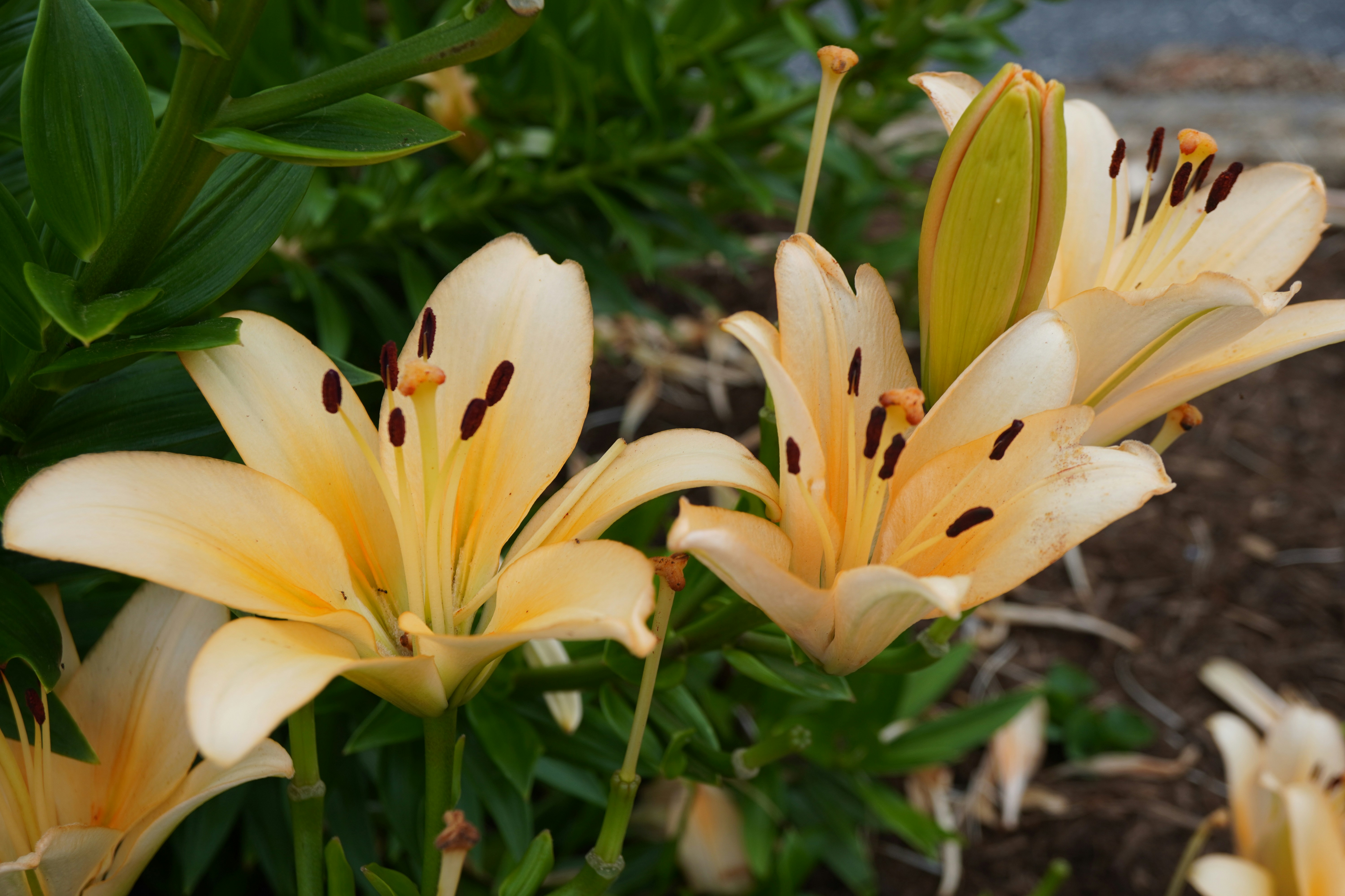 Creamy Lily Blooming at the Edge of a Mulched Path