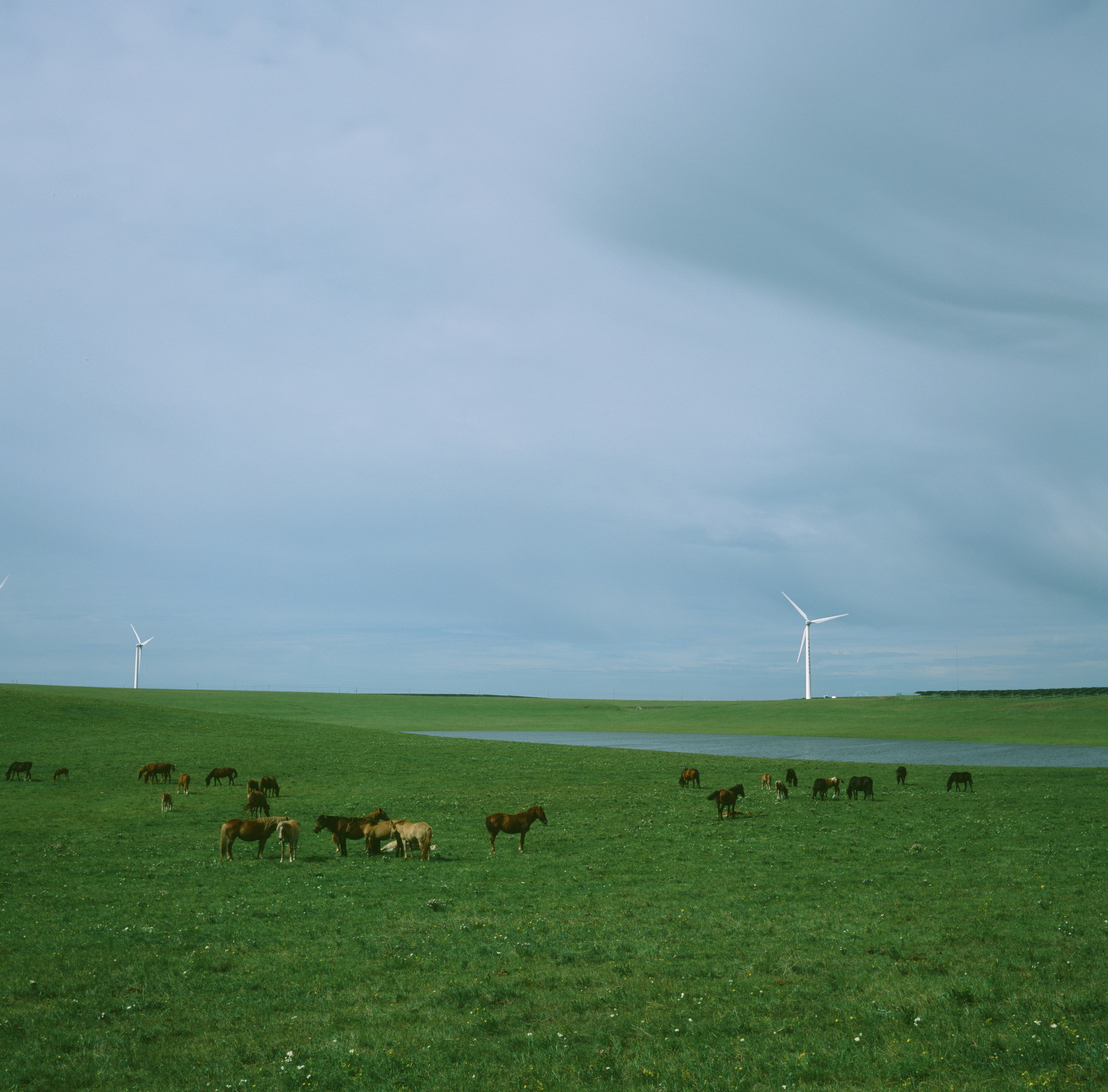 Cattle graze a vast green plain with a calm water body and distant wind turbines under a soft blue sky.