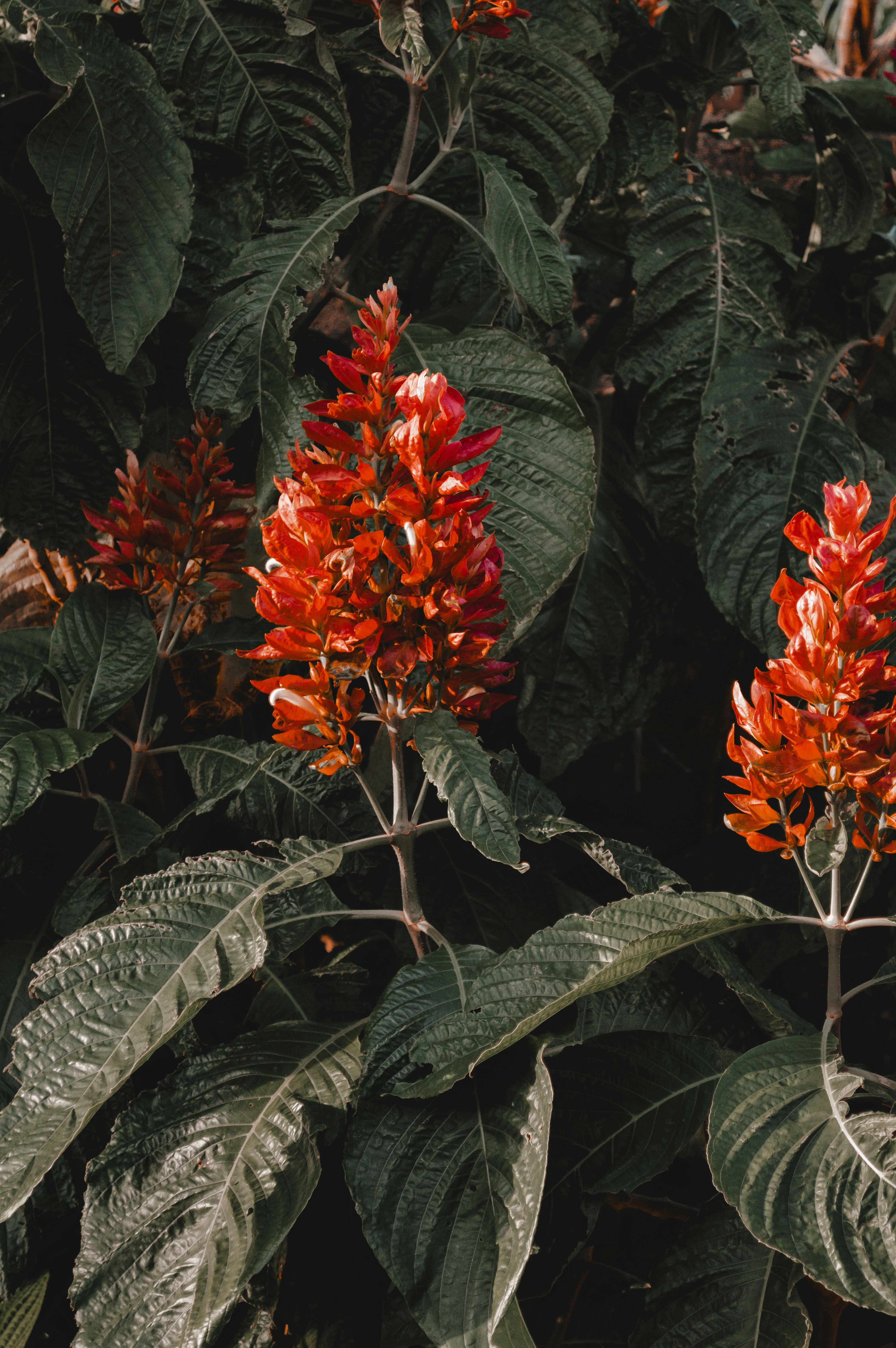 Crimson Spike: Flaming Florals Rising from Dense Foliage