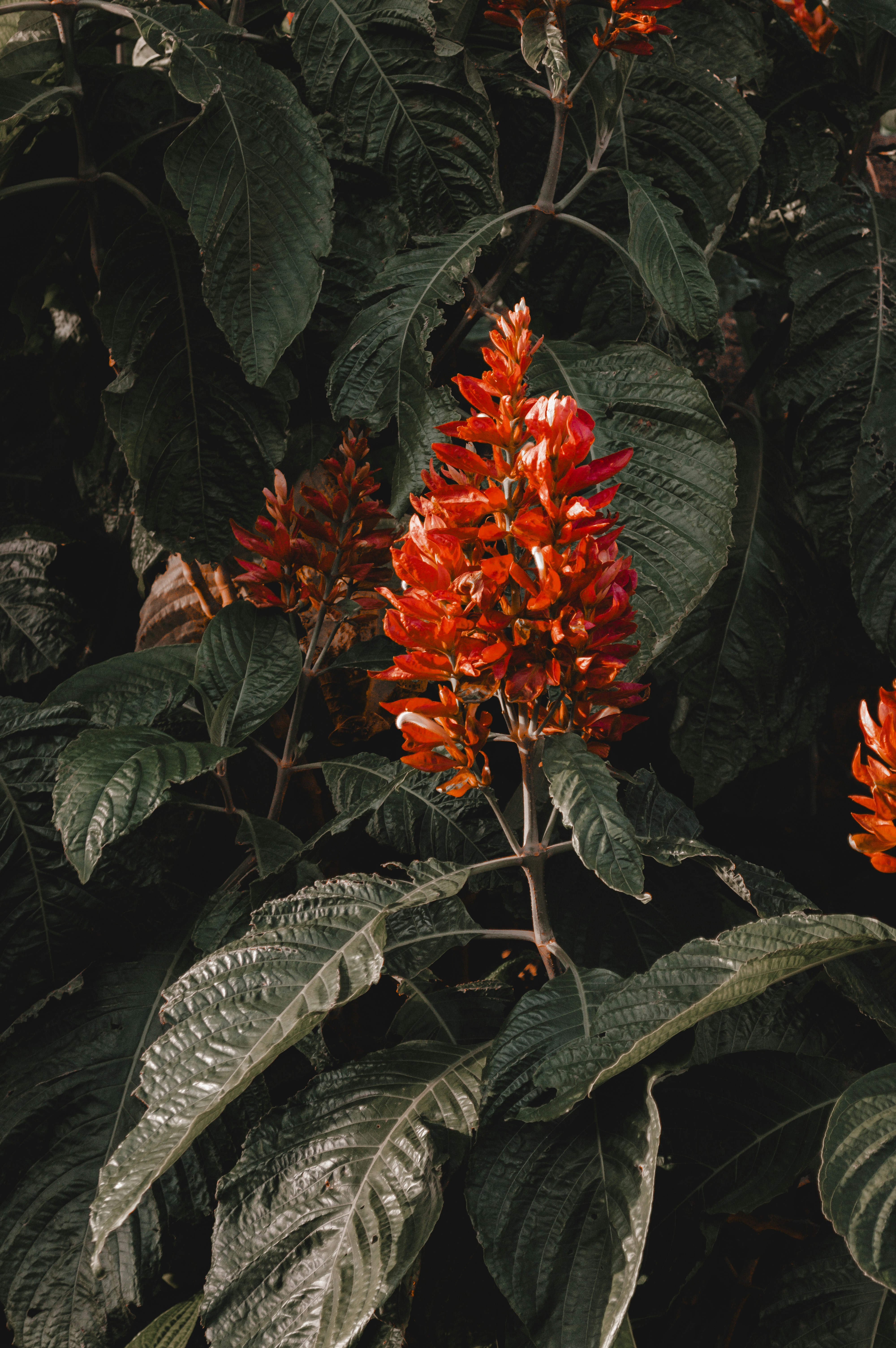 Flame-topped bloom rising from a sea of deep green leaves