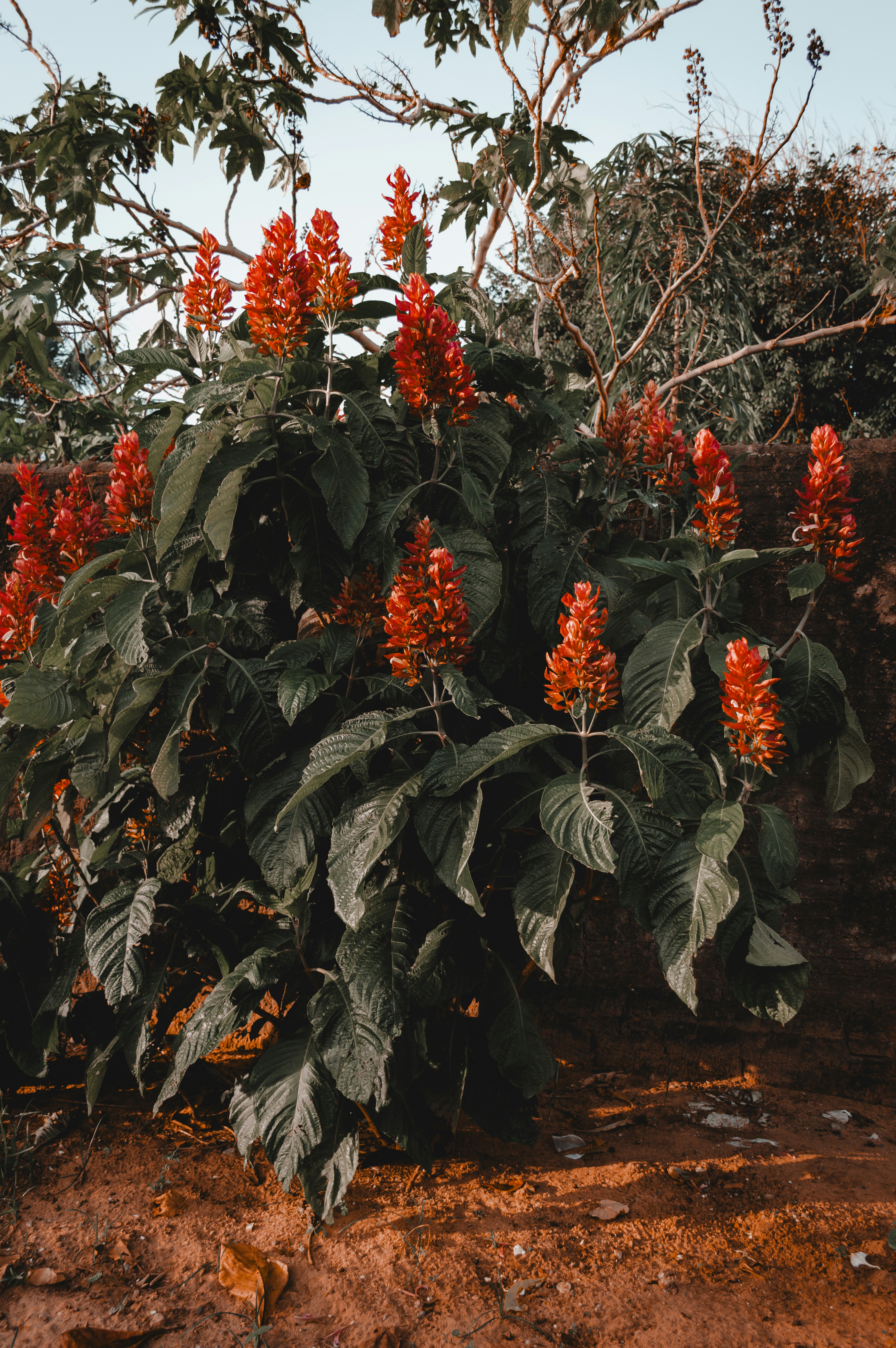 Crimson Floral Chorus Against a Rustic Wall