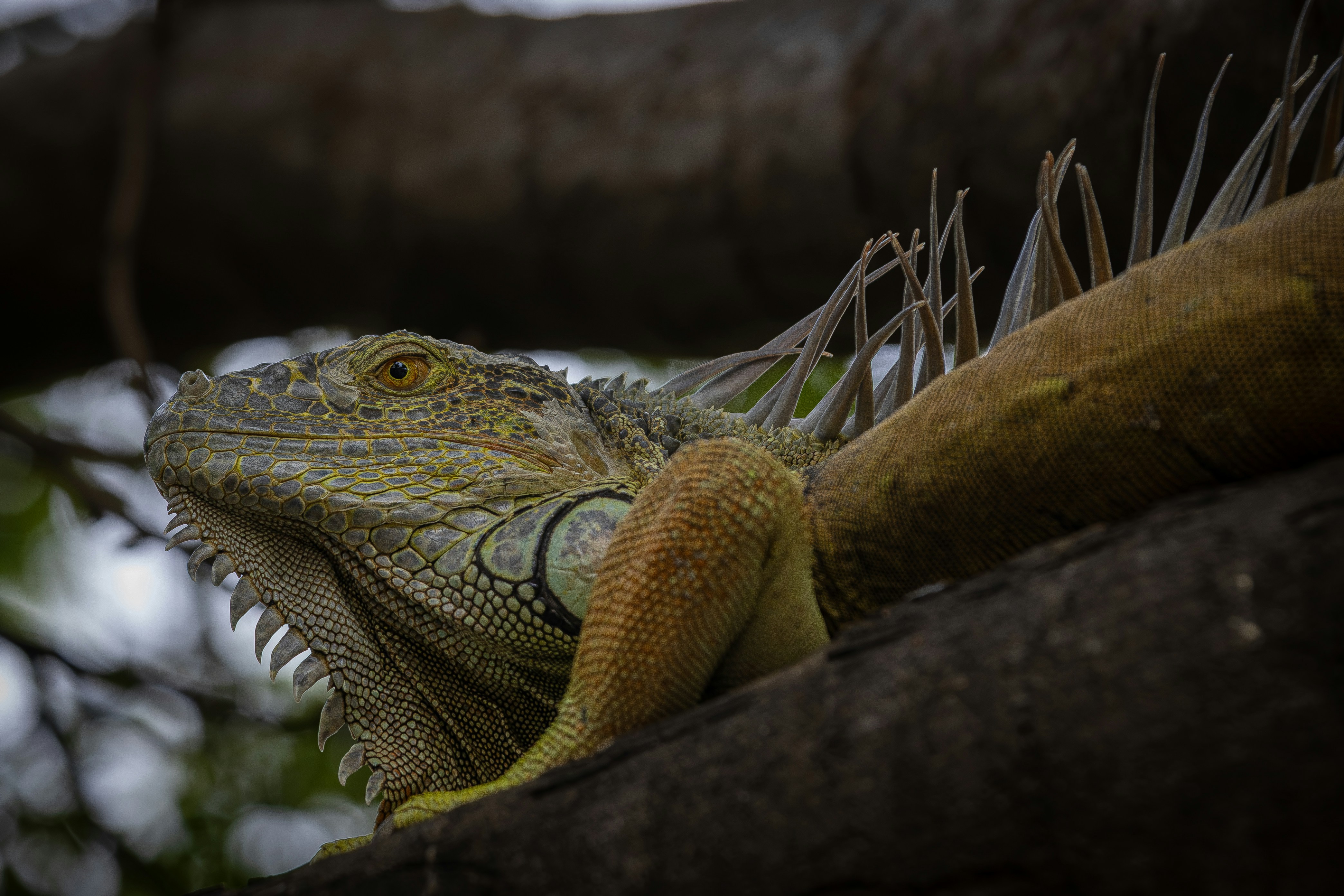 Emerald-scaled Gaze: A iguana's Quiet Watch