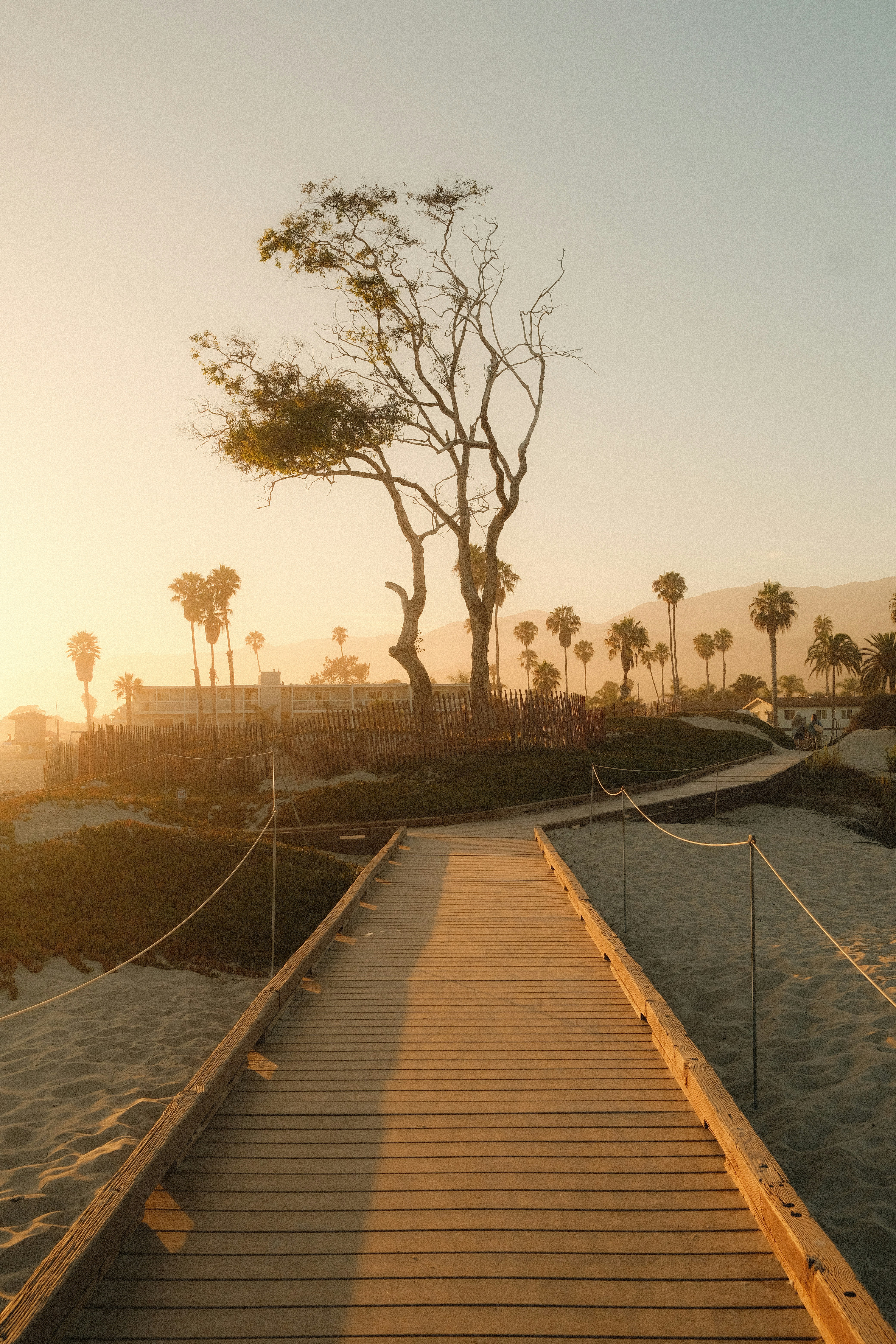 Sunset Boardwalk to the Lone Tree