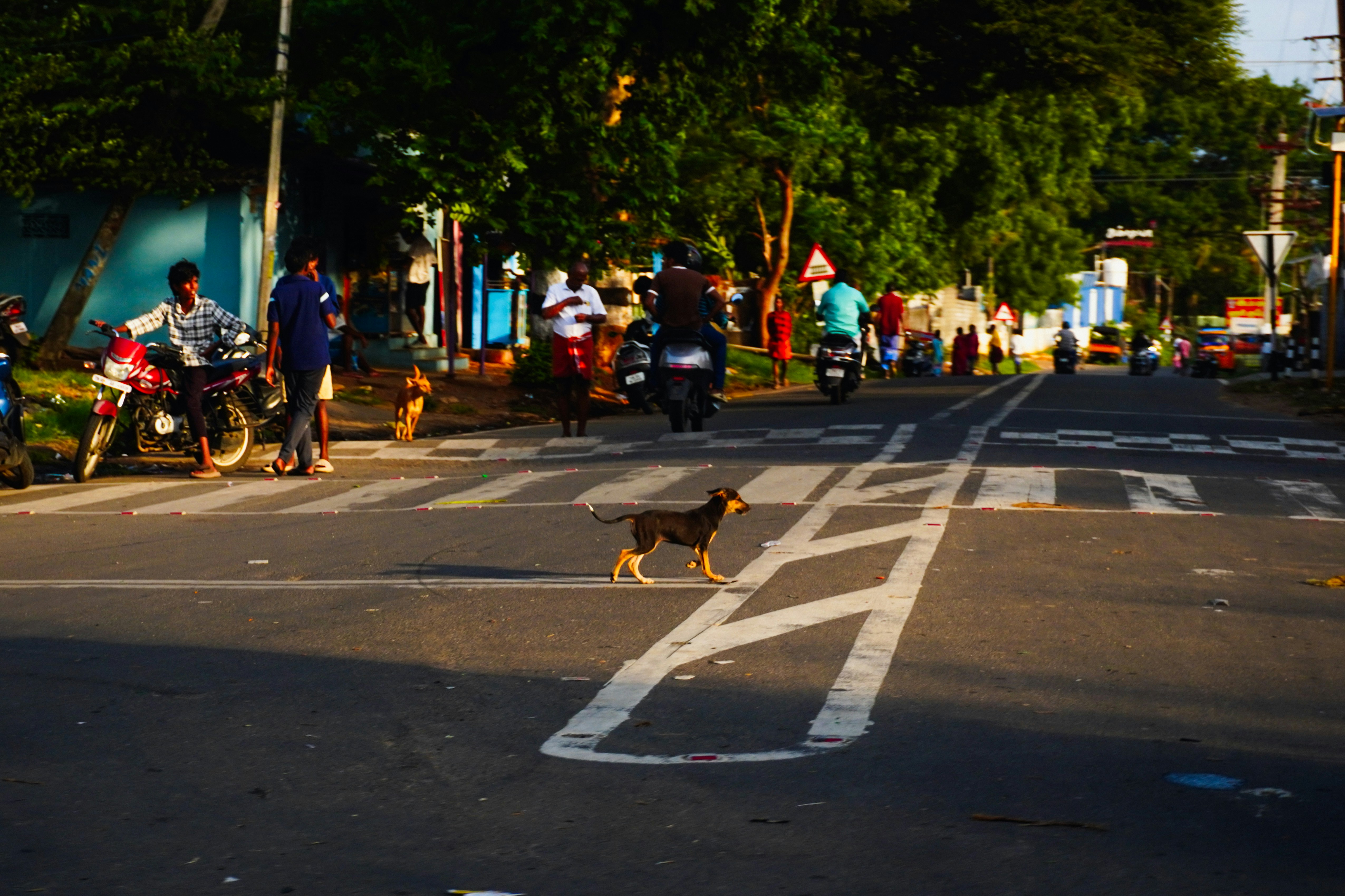 Watchful Pup in a Busy Street Crossing