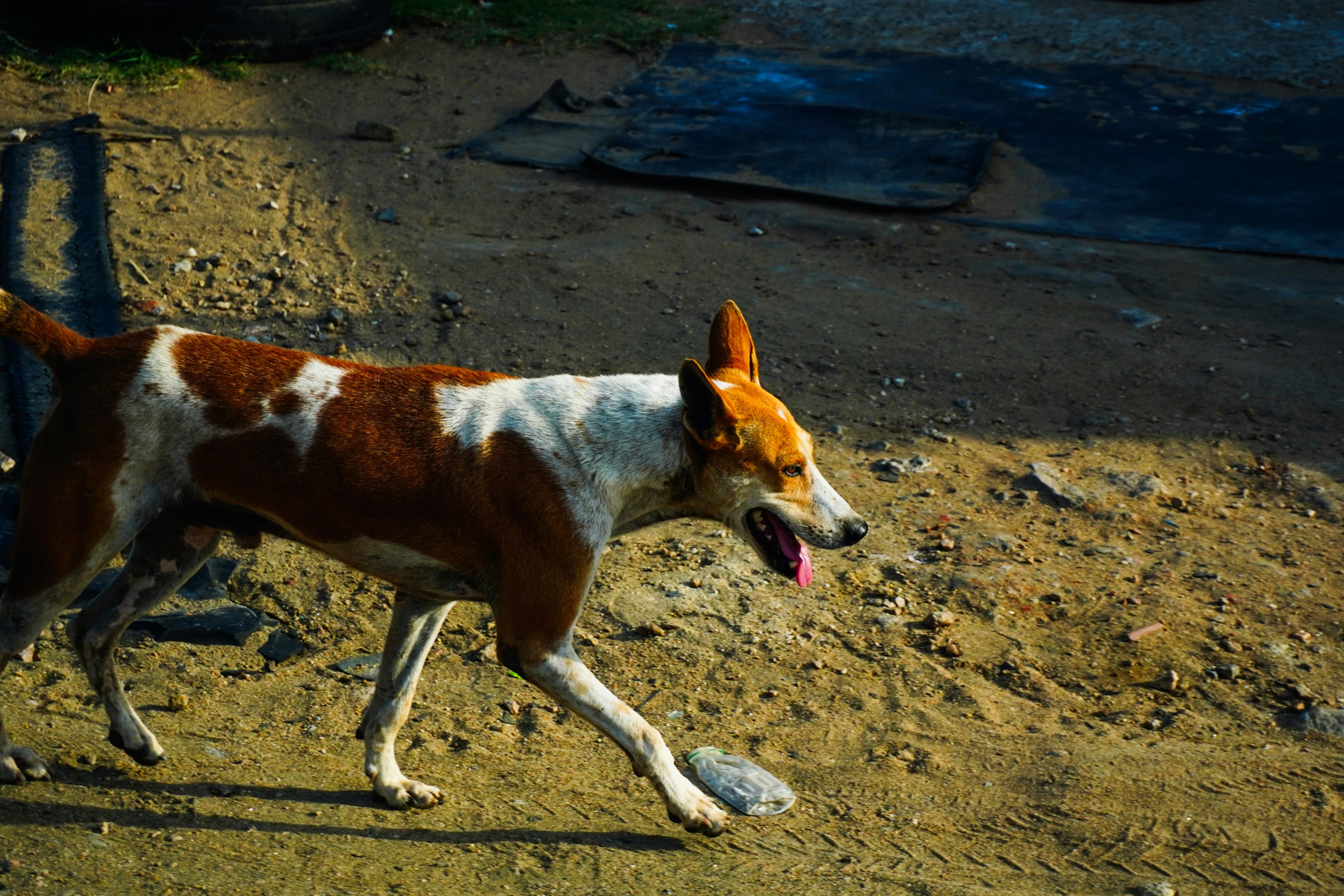 Dusty sprint: a brown-and-white canine in mid-stride across a sunlit yard