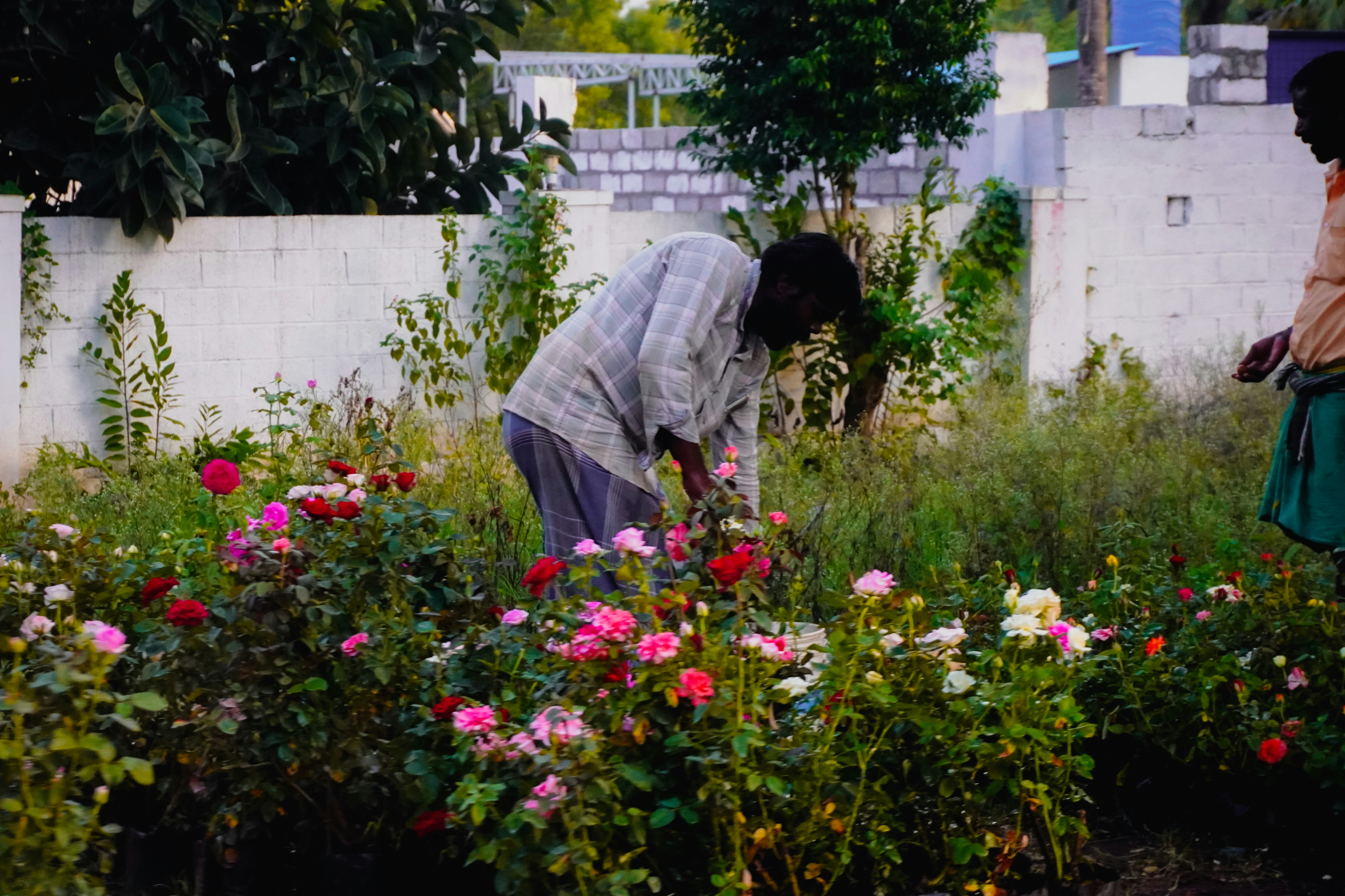 Gardener Among Colorful Roses in a Sunlit Patch