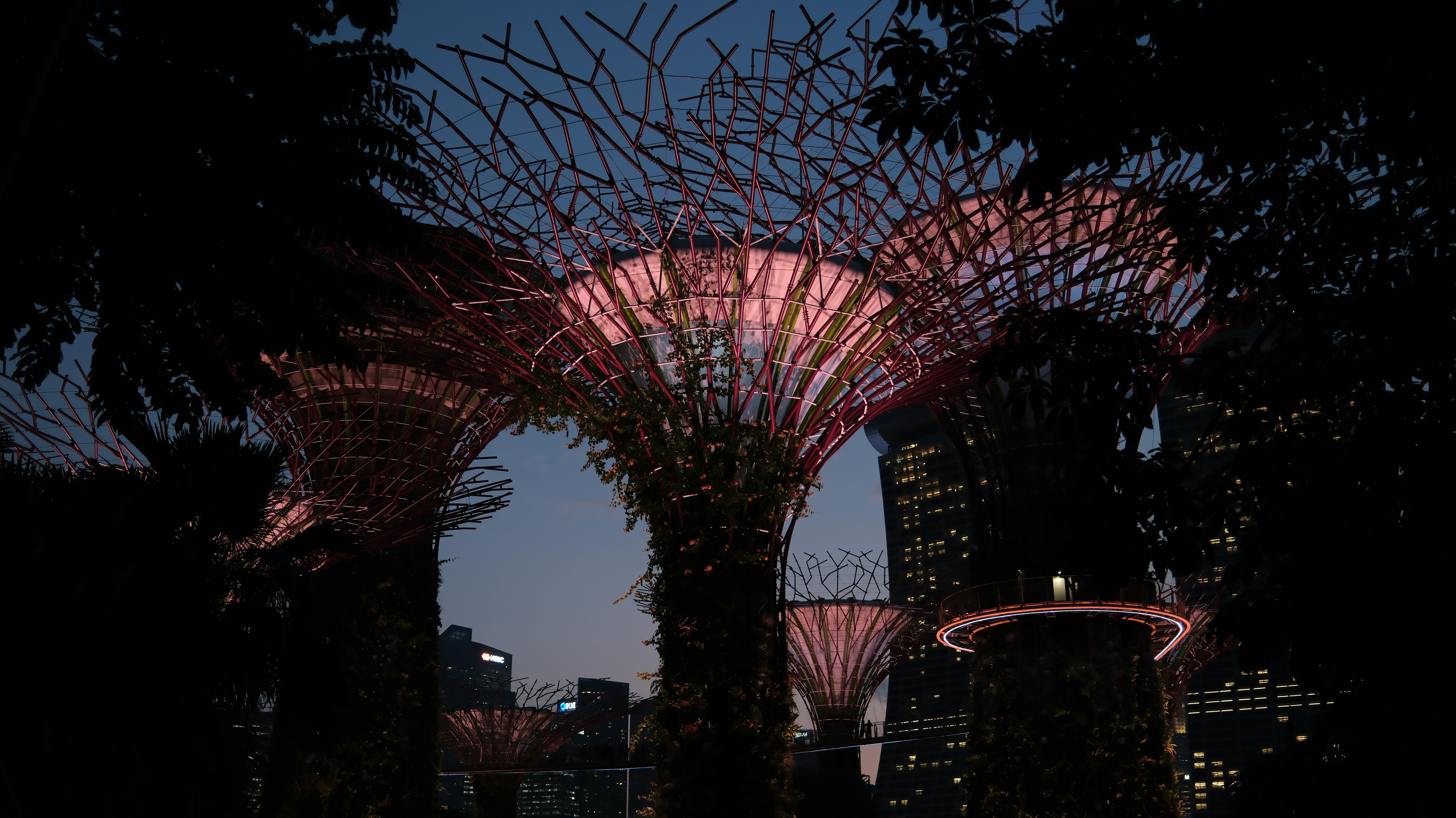 Glowing Supertrees Framed Against a Night Skyline