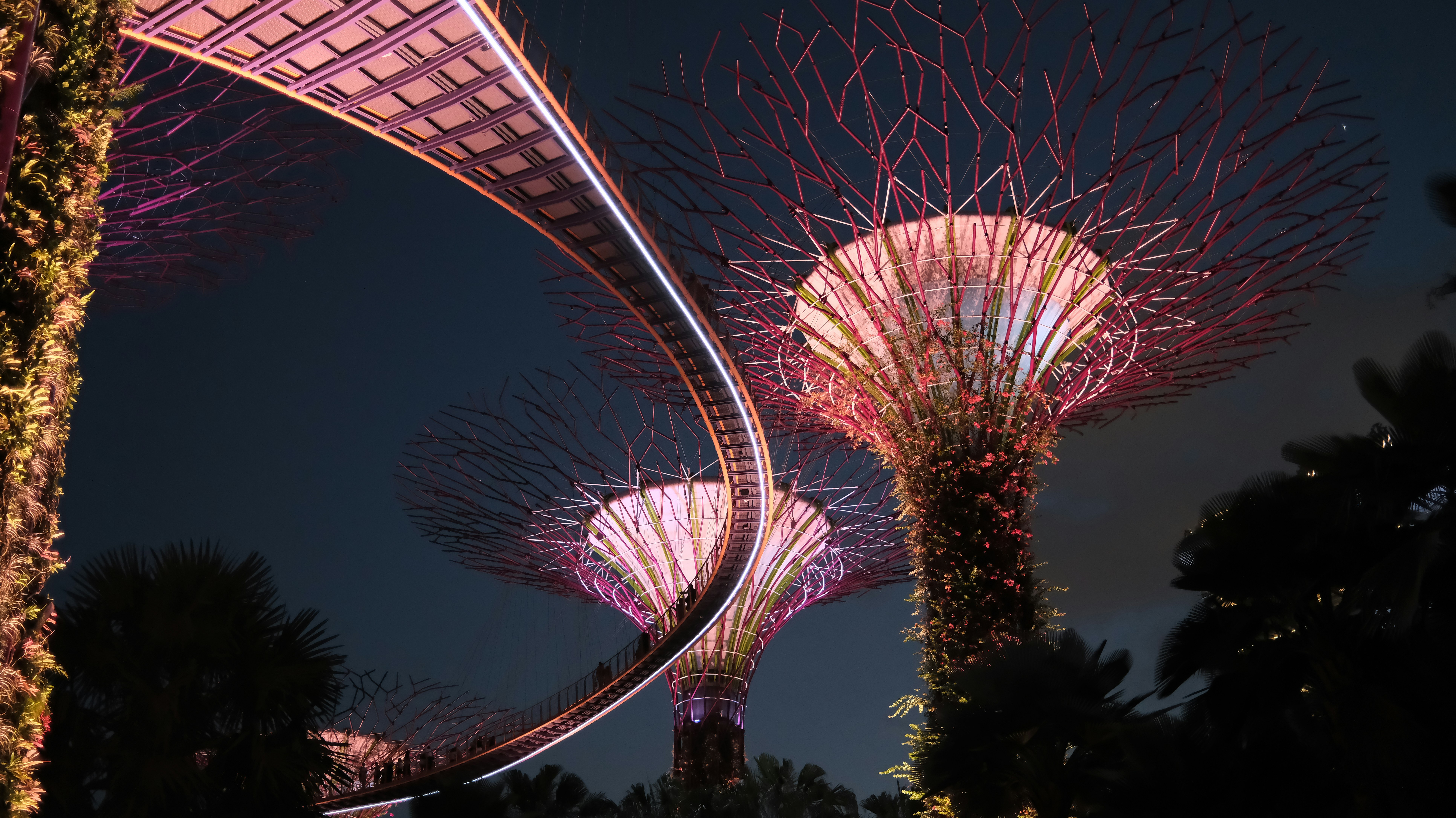Neon Giants: A Night Walk Beneath the Bioluminescent Canopy