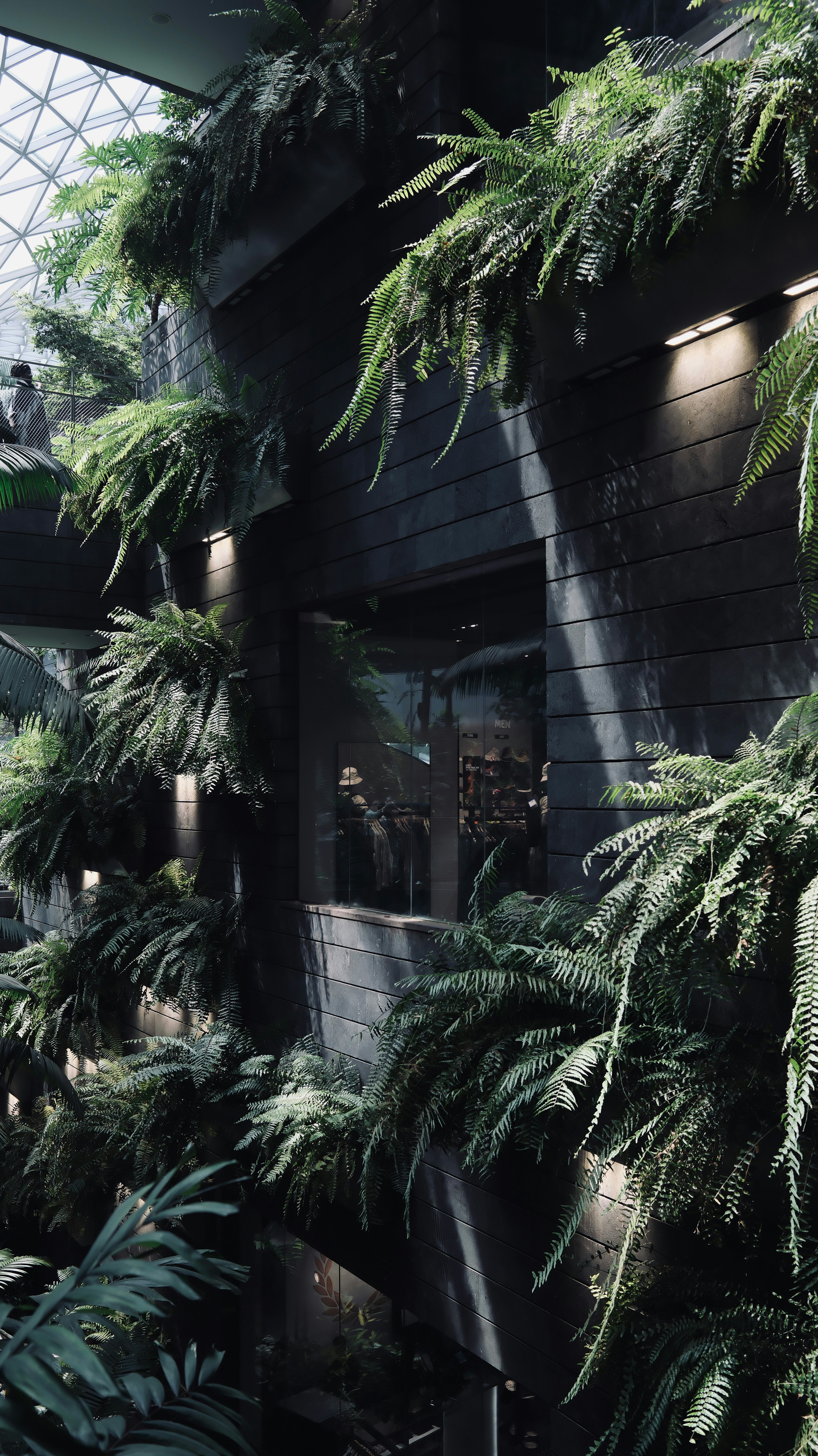 Verdant Atrium: Ferns Clinging to Modern Glass and Timber