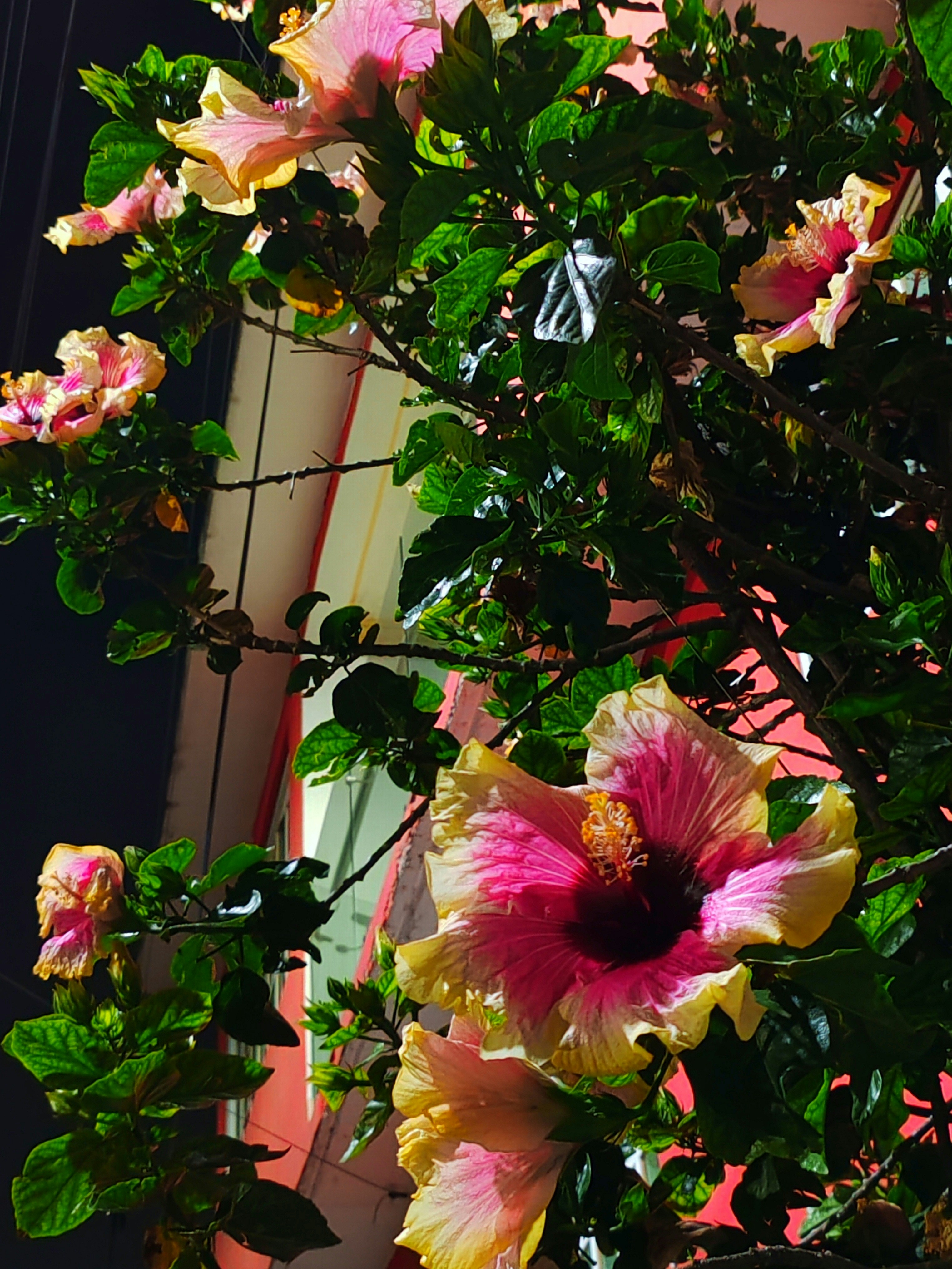 Vibrant pink and yellow hibiscus flowers blooming on a plant.