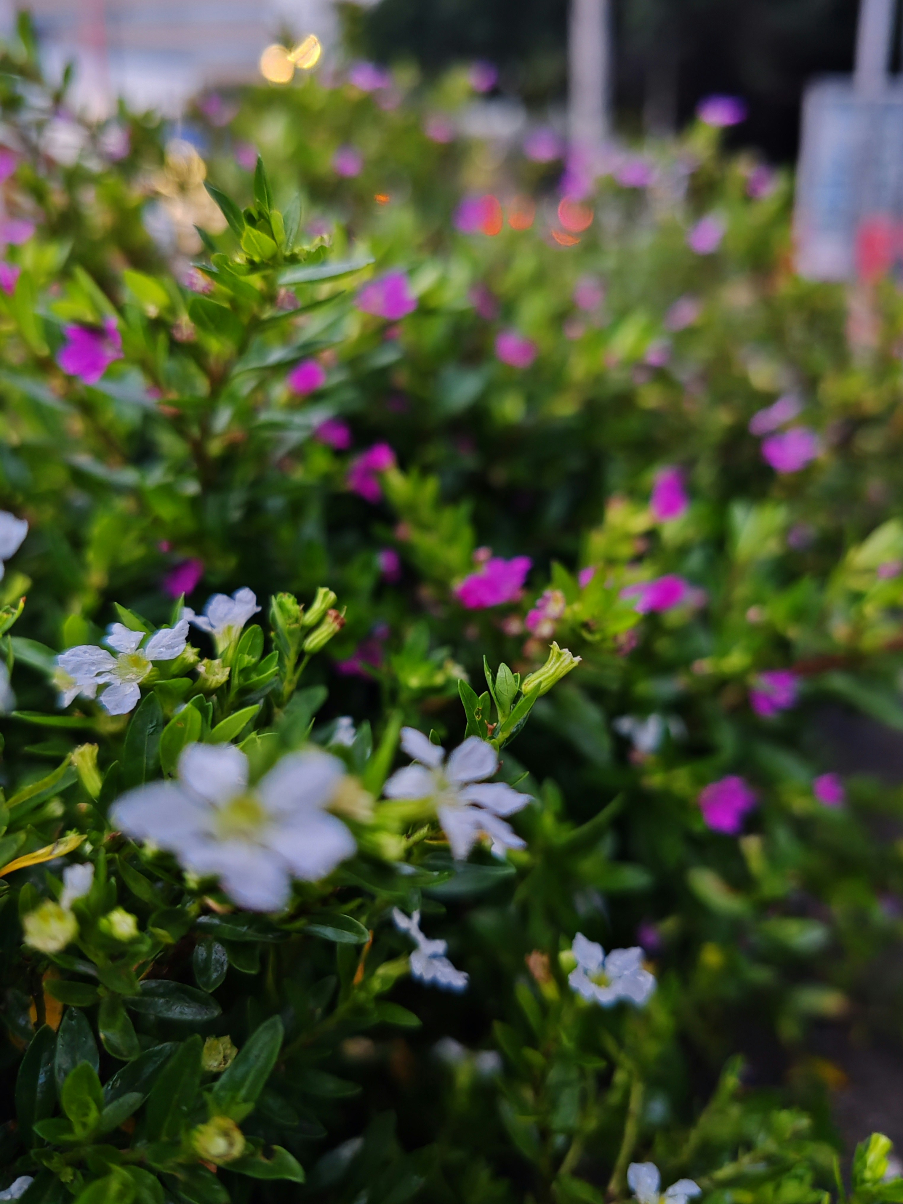 Blossoms in Focus: A Softly Blur-Bloomed Garden Edge