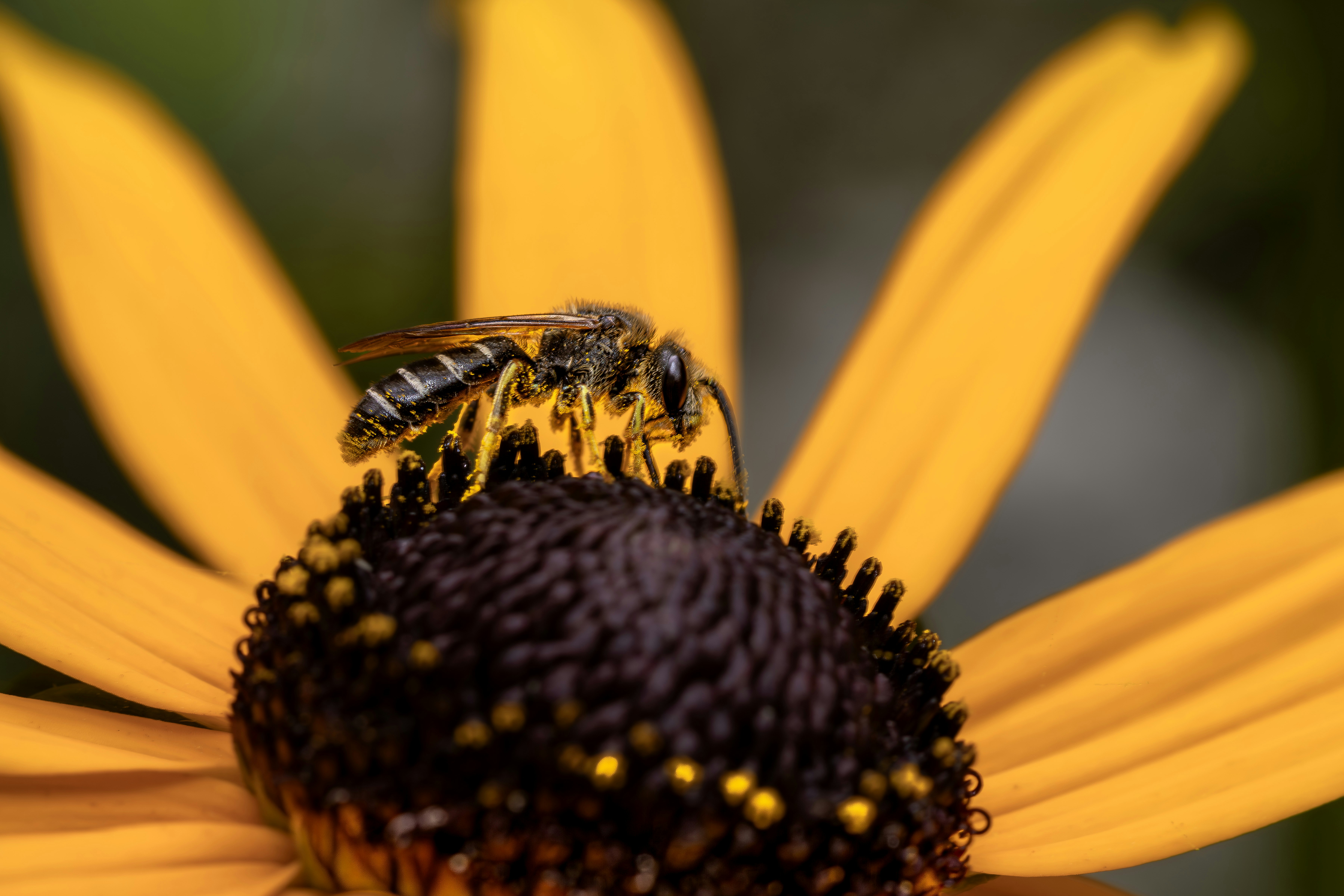 Golden Glow: Bee at the Heart of a Sunflower