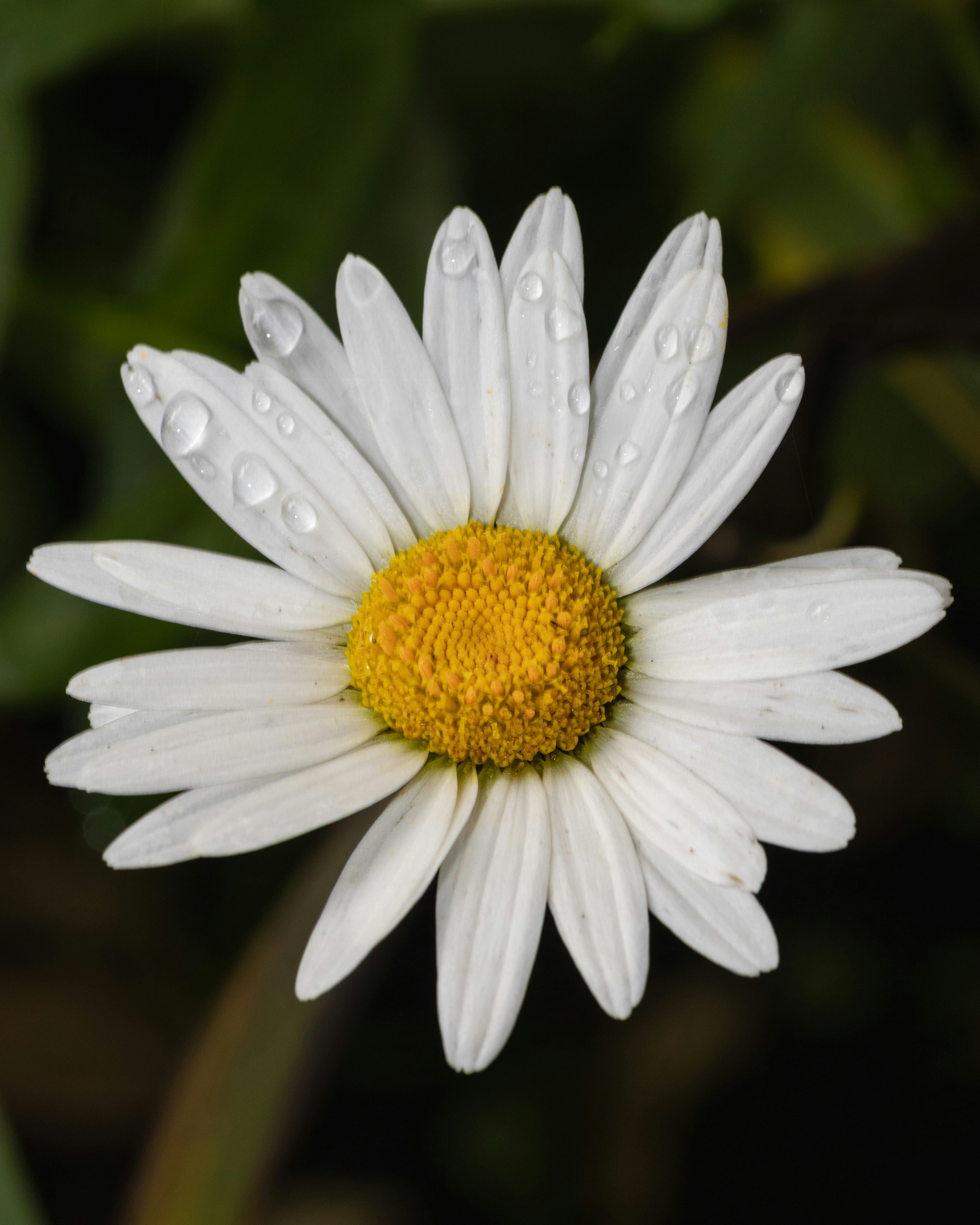 Centered Daisy: White Petals Framing a Sunny Yellow Core