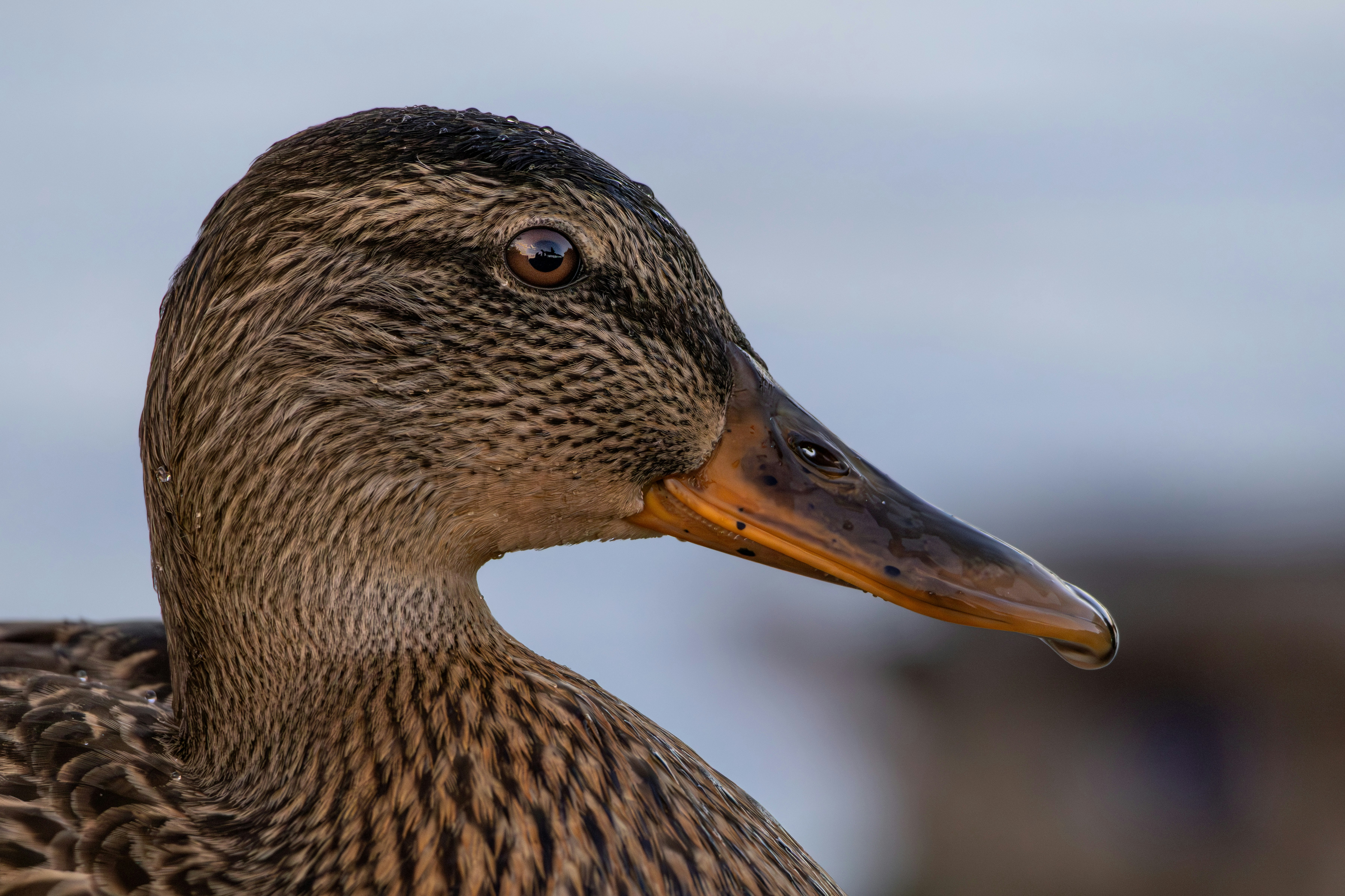 Close-up of a mallard duck’s head and beak with detailed plumage and a soft blue background, highlighting eye and bill texture.
