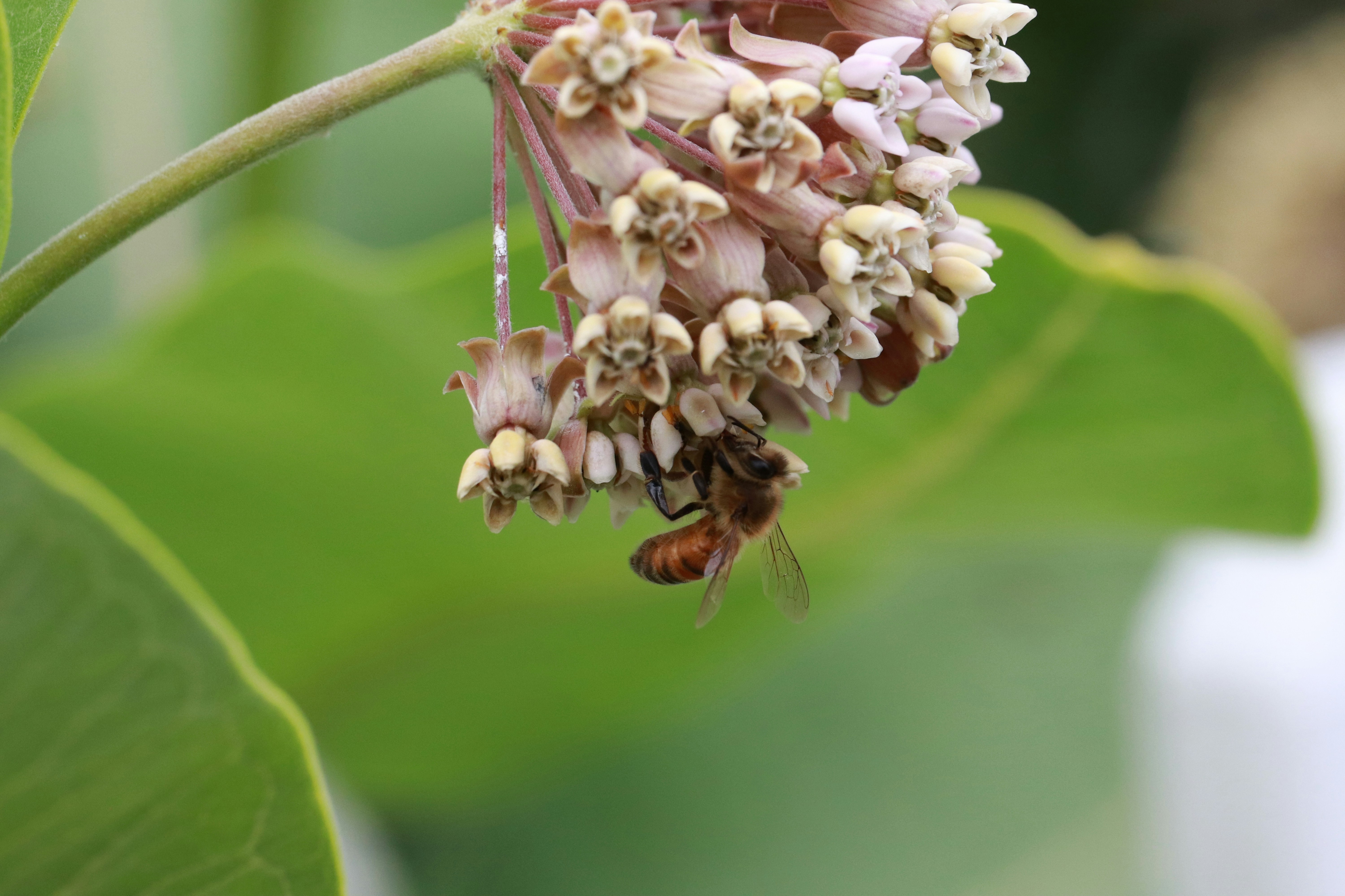 Blooming cluster on a curling branch: delicate blossoms in soft focus