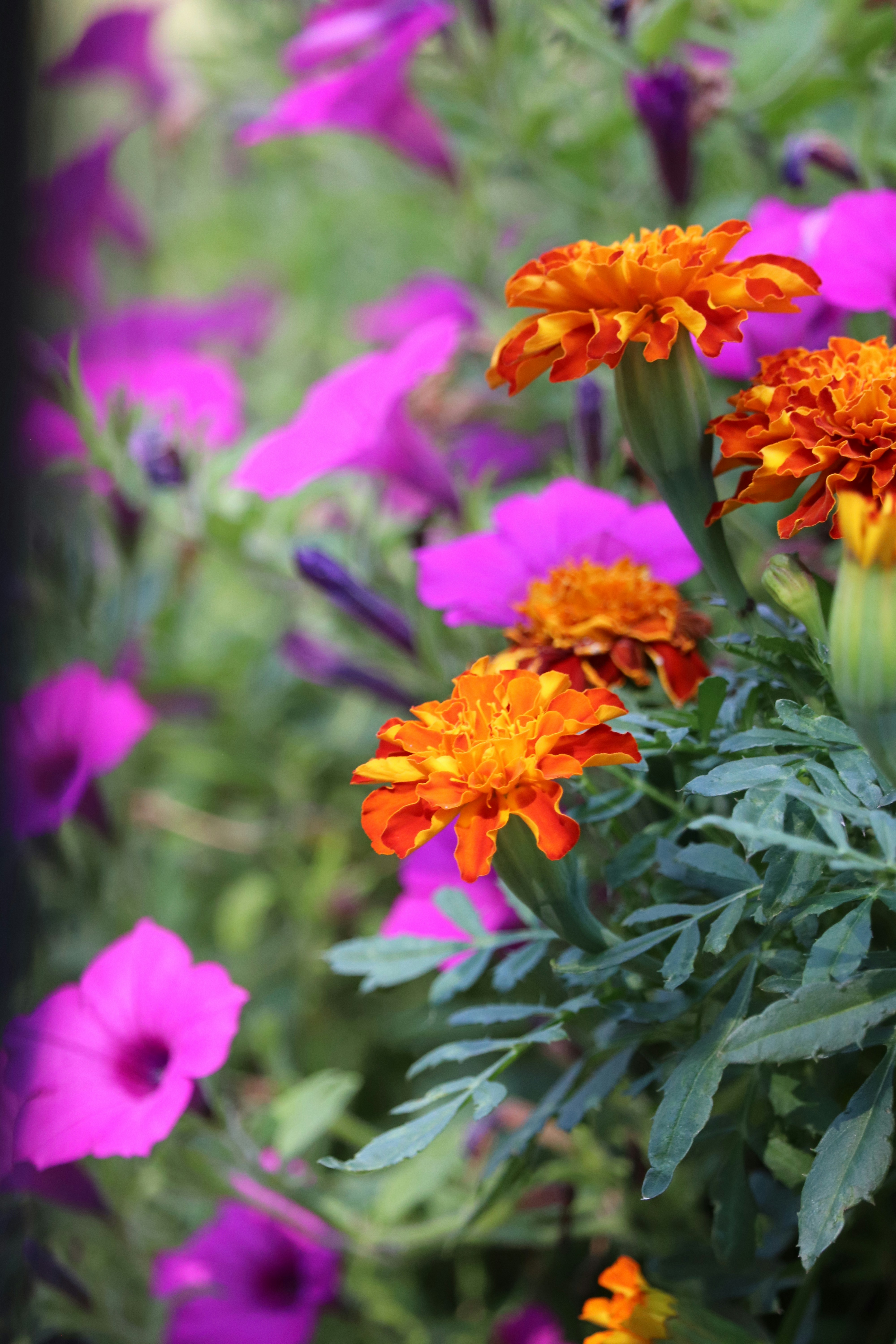 Vivid Orange Zinnias Lead a Colorful Petal Chorus