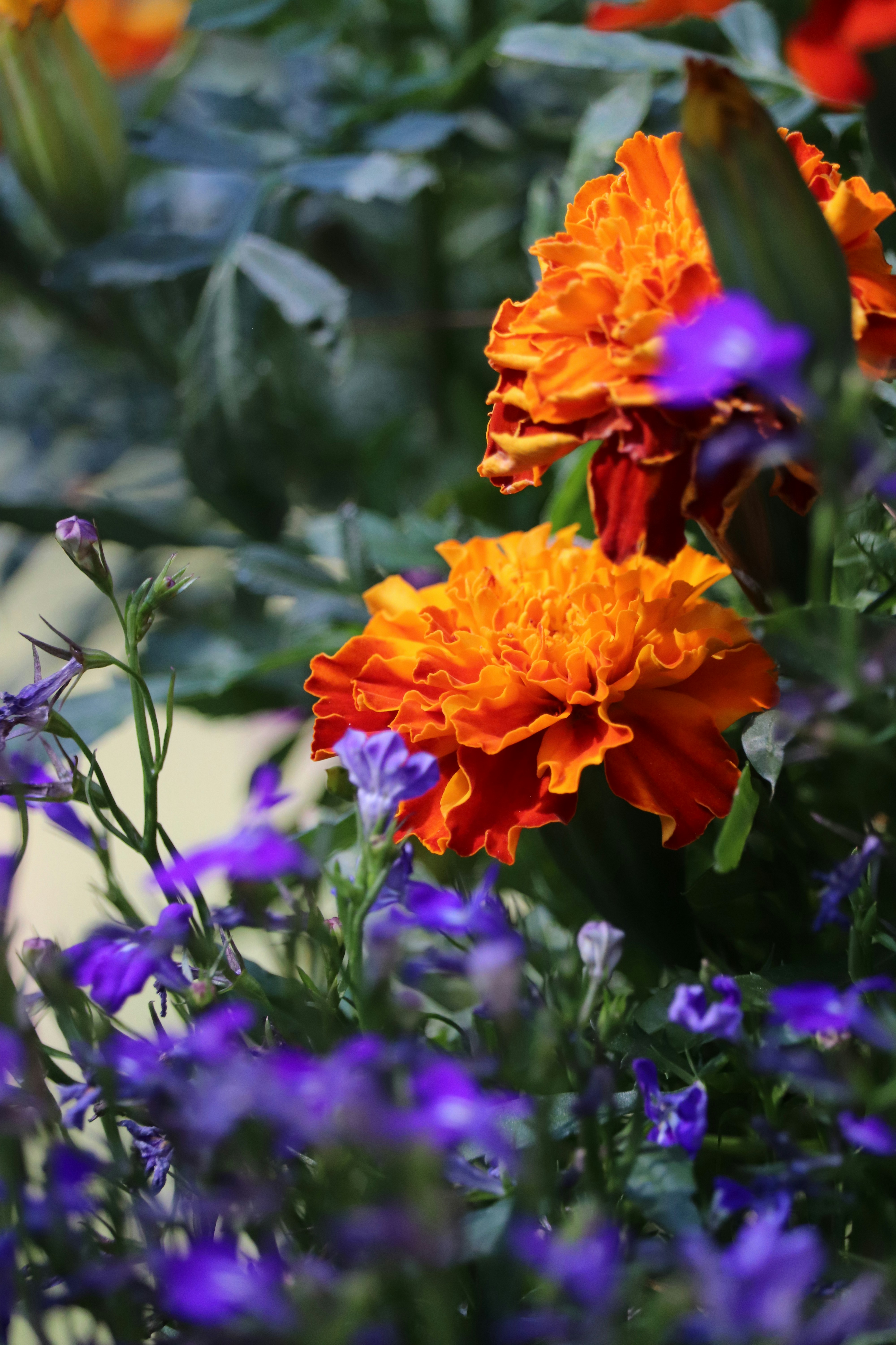 Orange marigolds emerge through a veil of violet blooms