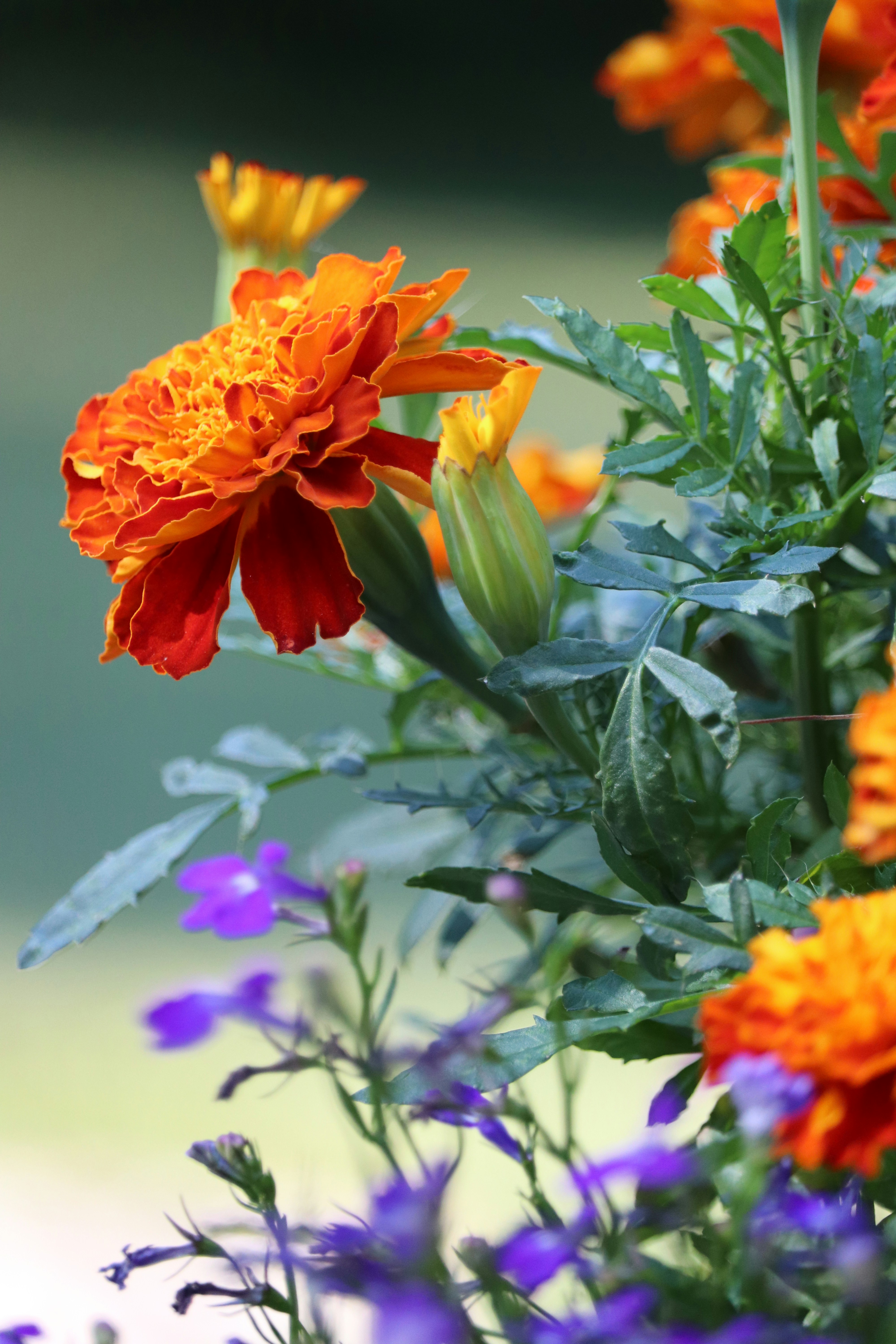 Flame-orange Marigolds in Focus: A Burst of Color Between Greens