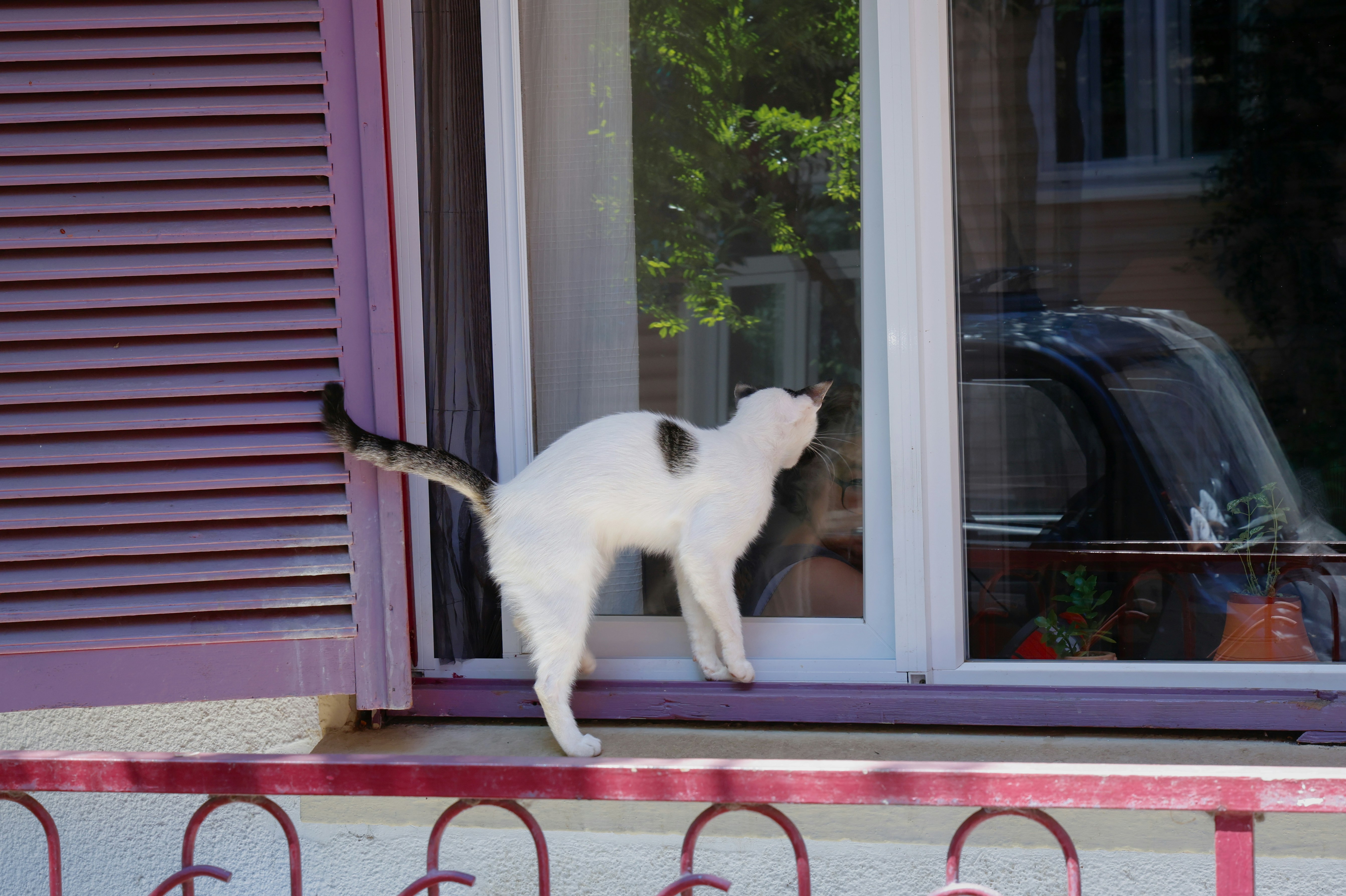 Cat on a Window Sill: Curious Pause at the Glass