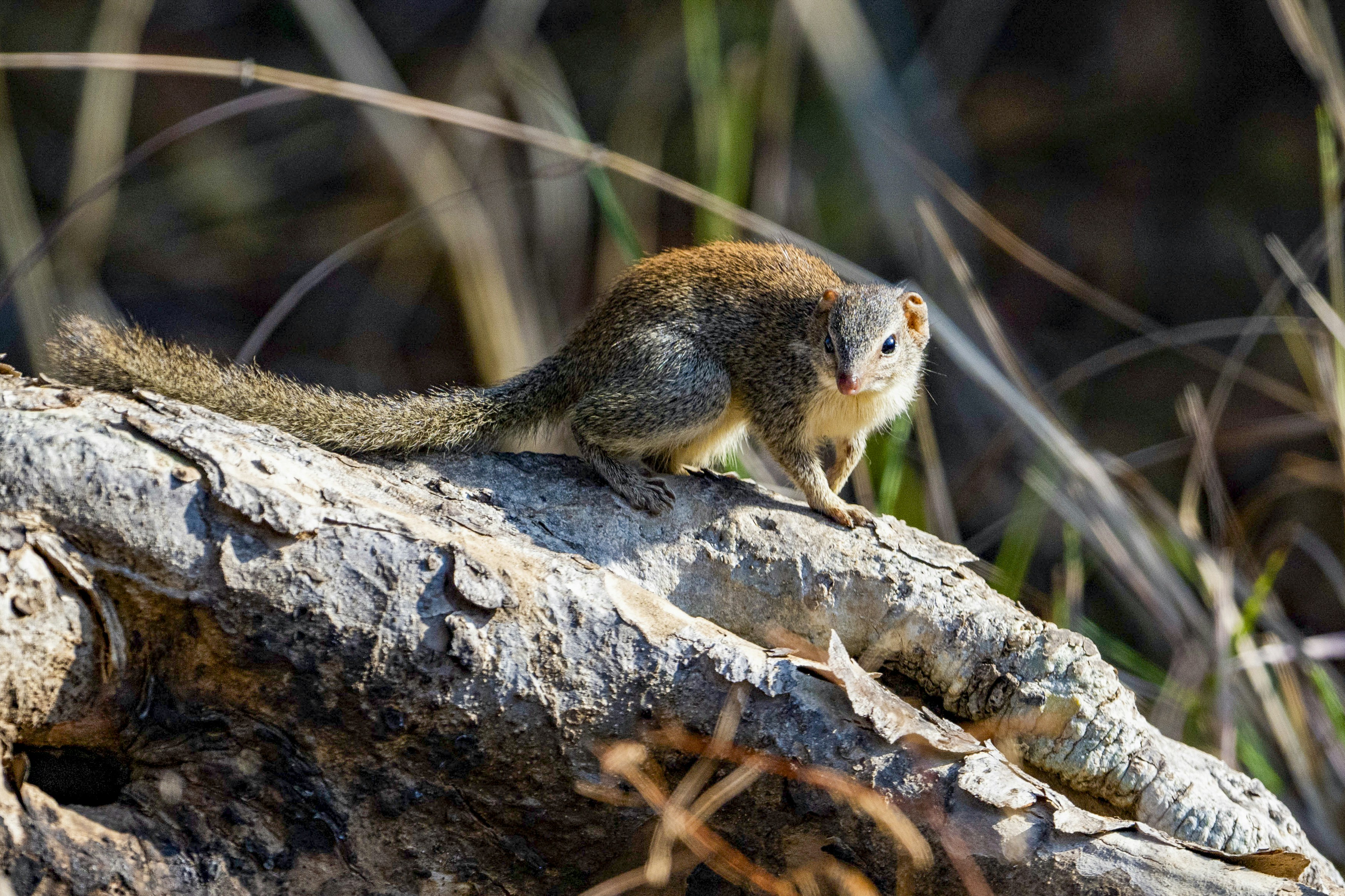 Curious Squirrel on Weathered Log