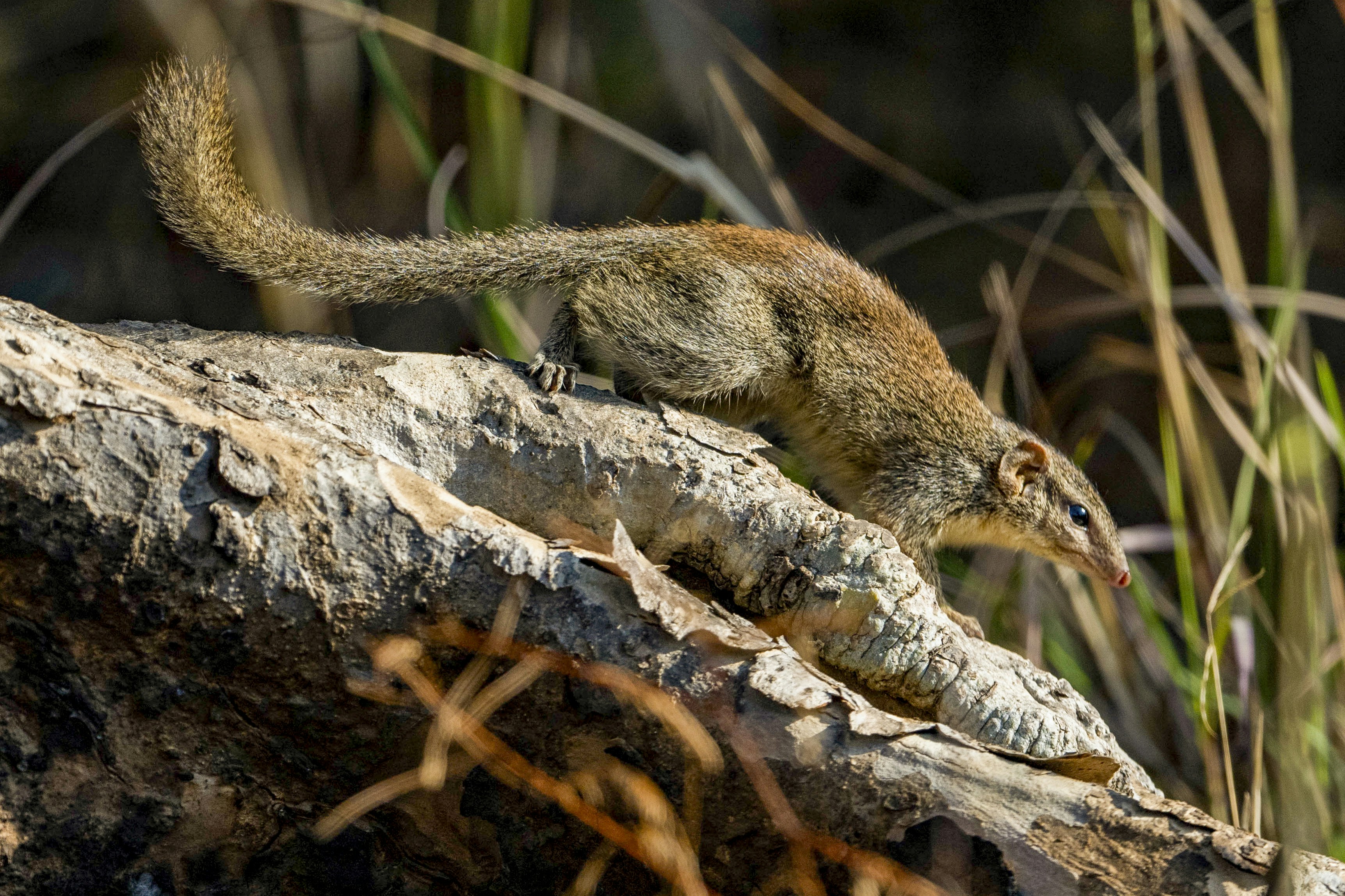 A small squirrelish creature traverses a sunlit log in a natural wetland setting, captured with focus on movement and texture. This is a natural habitat scene.