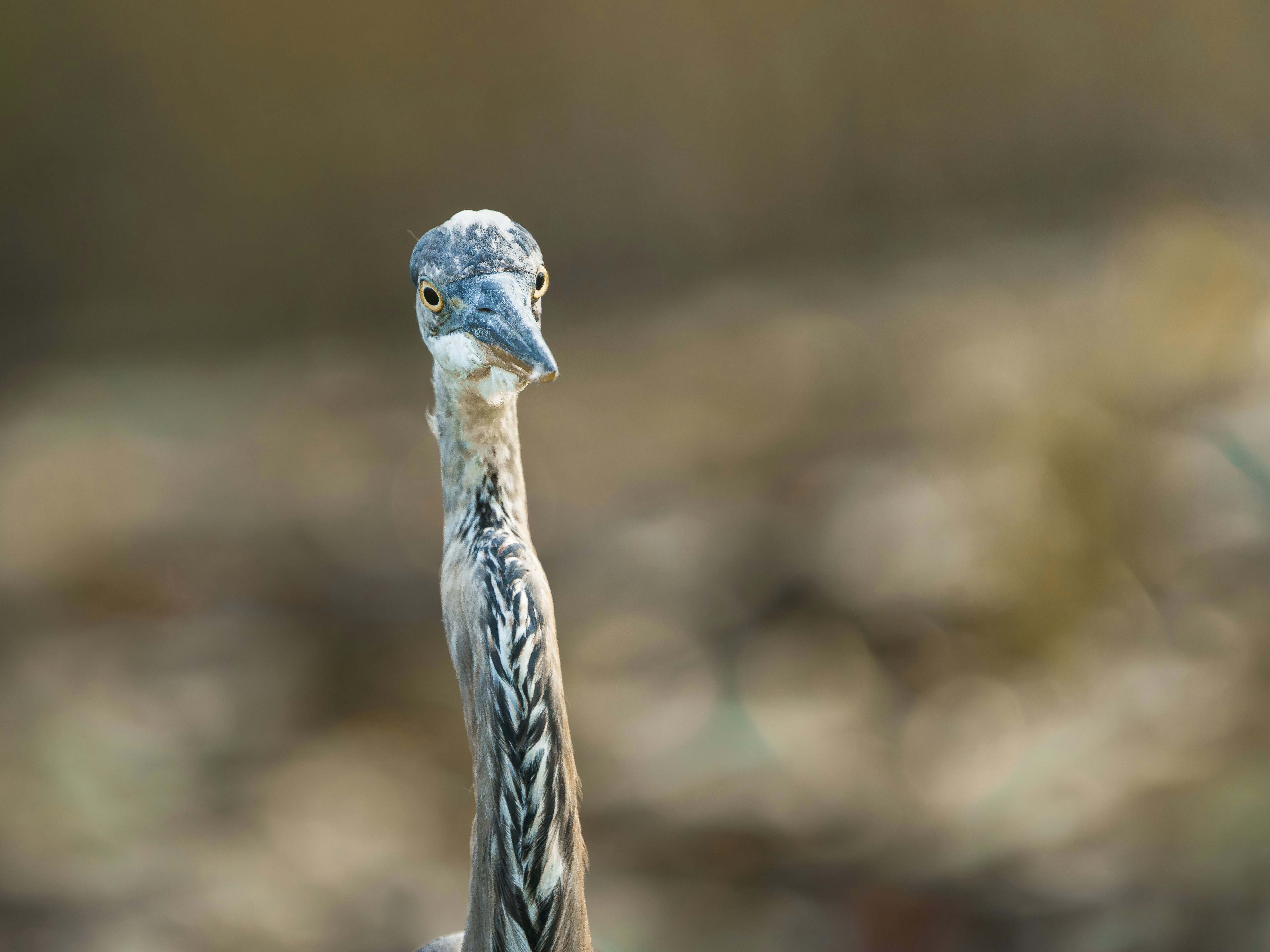 Stilted Gaze: A Heron in Narrow Focus