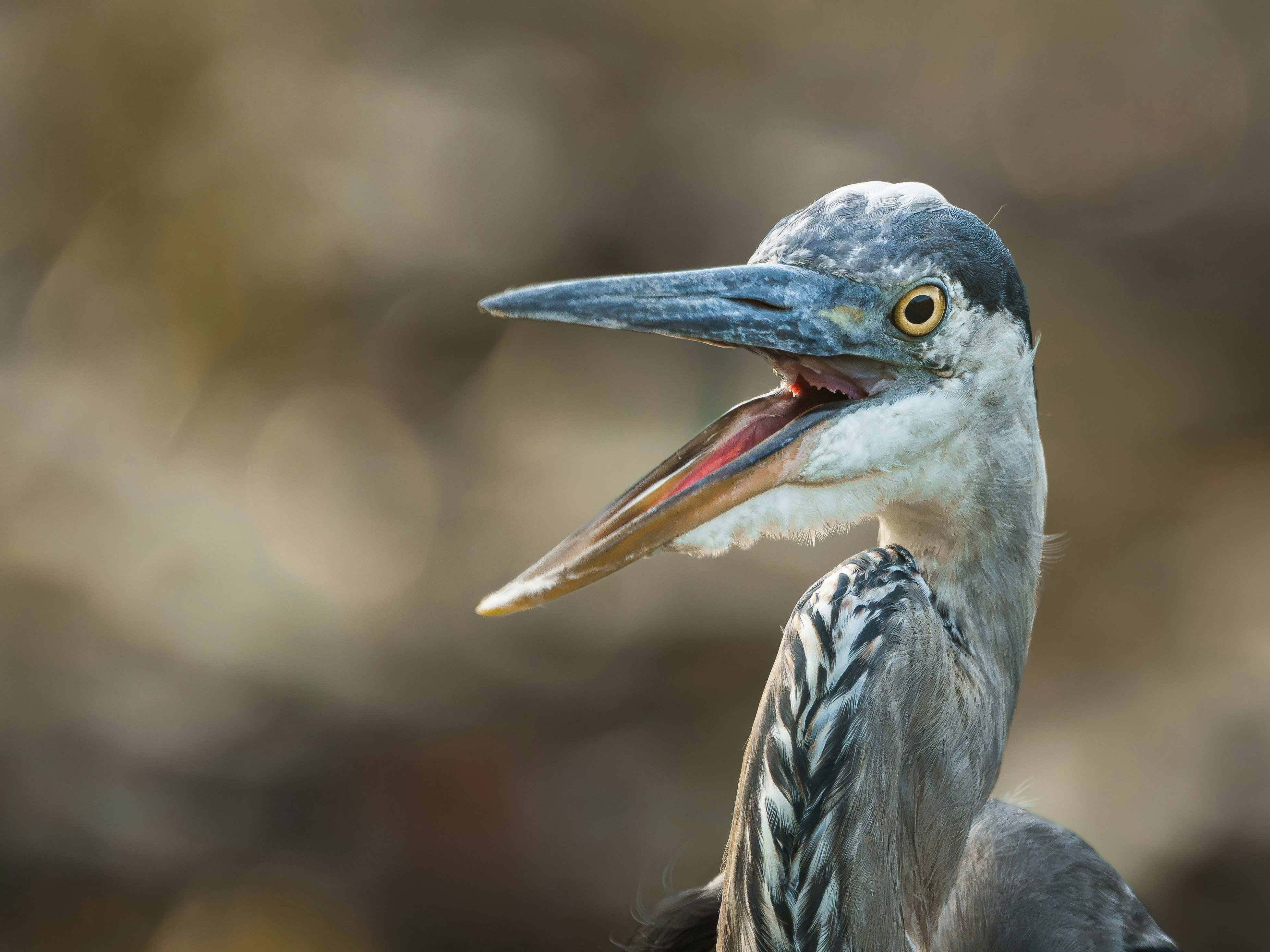 Open Beak, Sharp Gaze: A Heron in Mid-Call