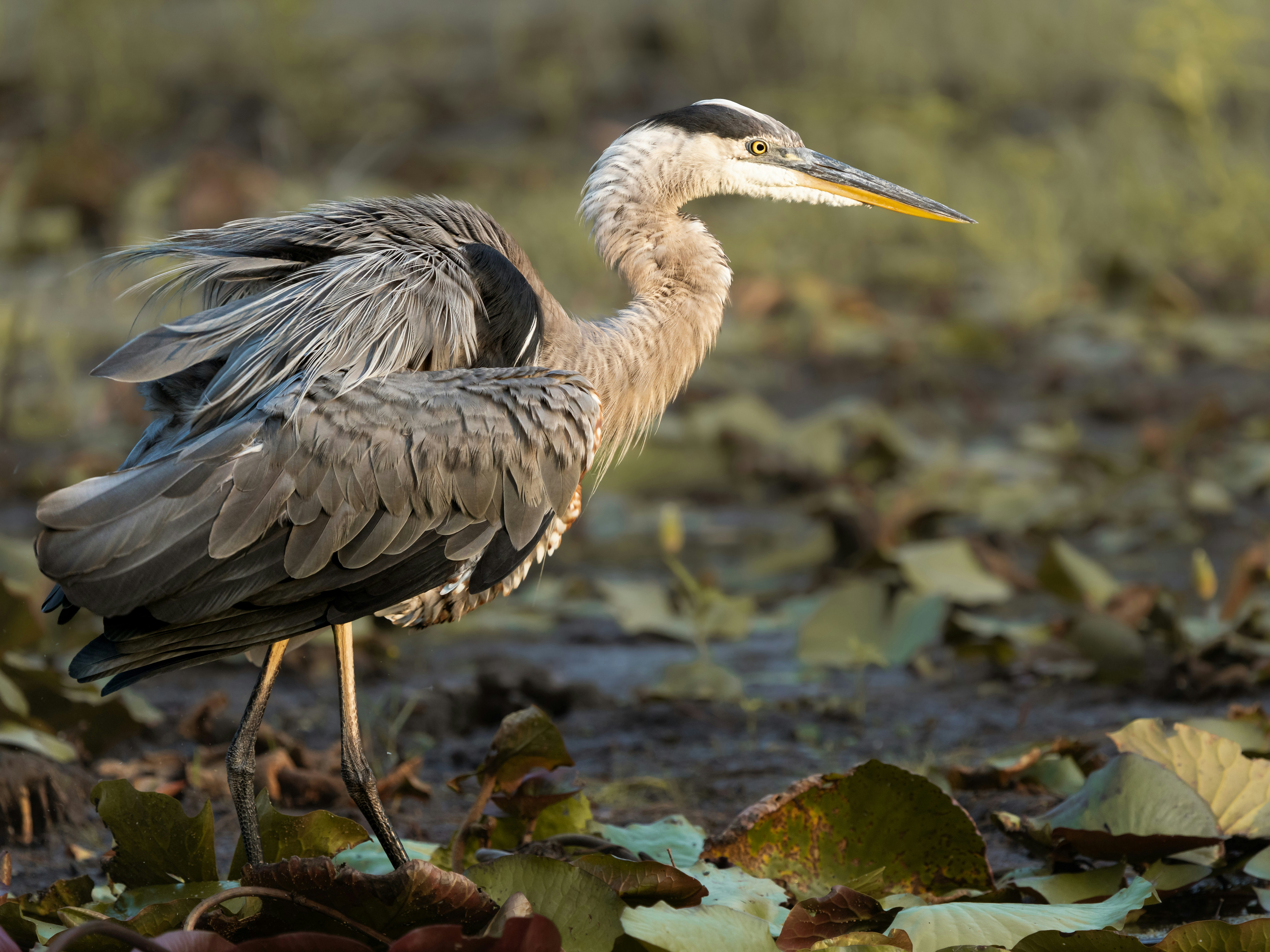 Stilted Sentinel by the Water: A Heron Peers Through Morning Light